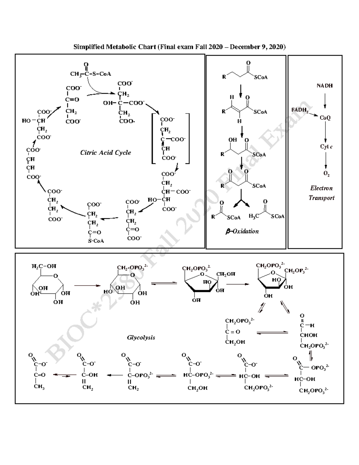 Metabolic Chart - Studocu