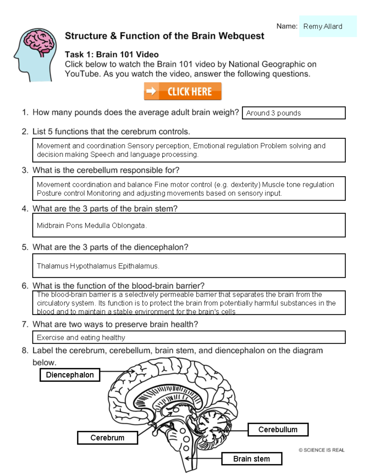 Brain Webquest - Remy Allard Around 3 pounds Movement and coordination ...