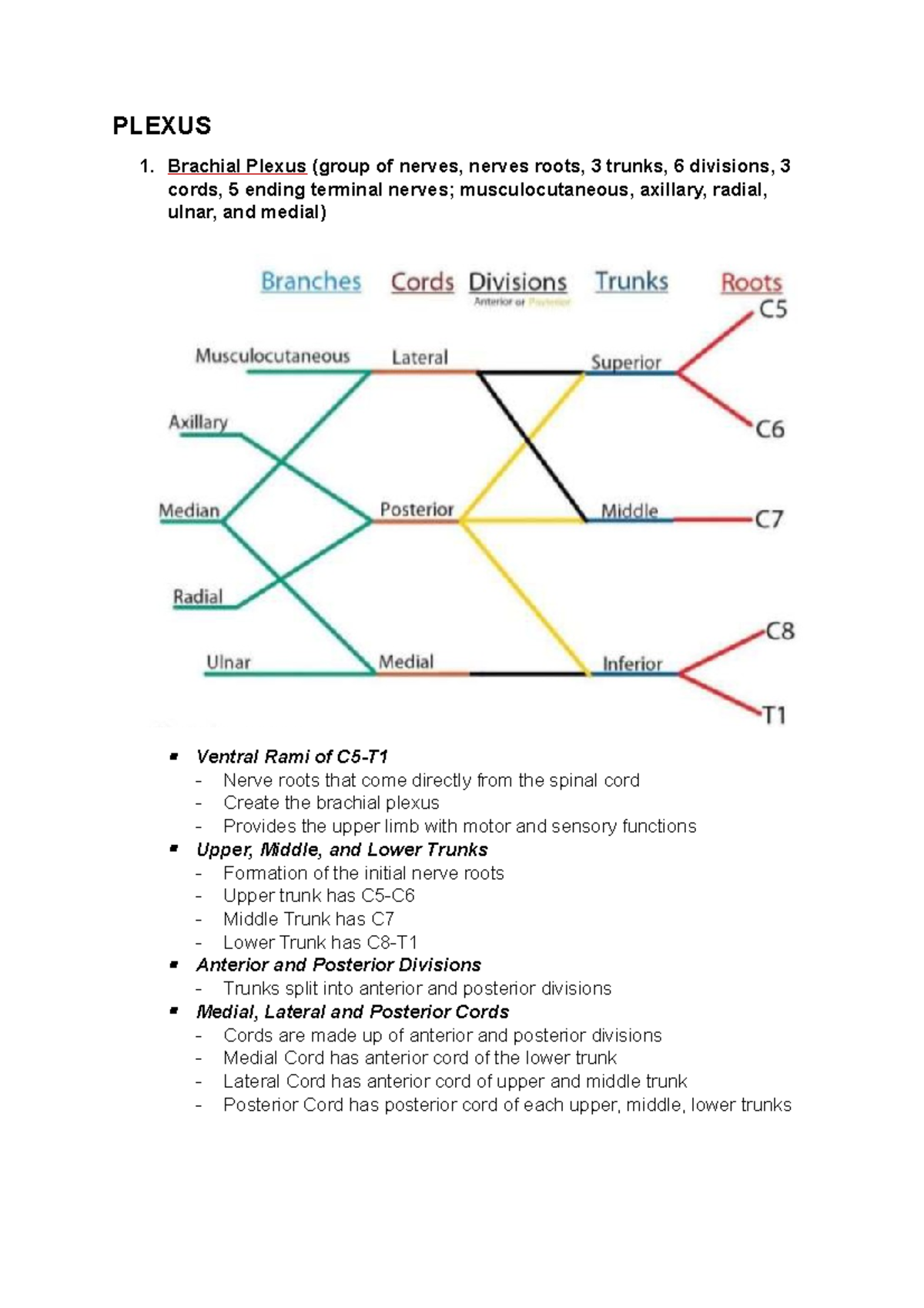 Plexus Summary - PLEXUS Brachial Plexus (group of nerves, nerves roots ...