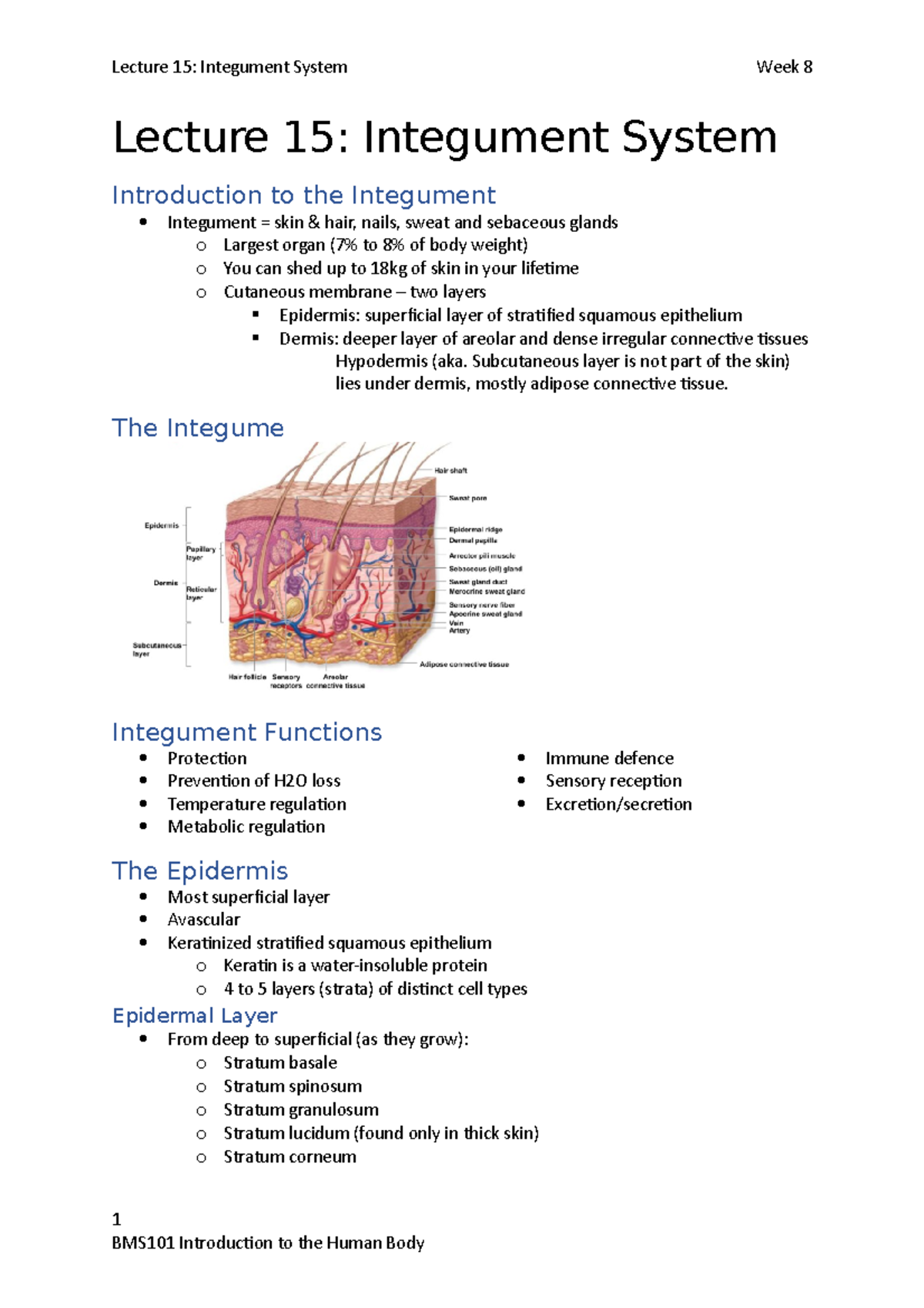 Lecture 15: Integument System (lecture notes) - Lecture 15: Integument ...