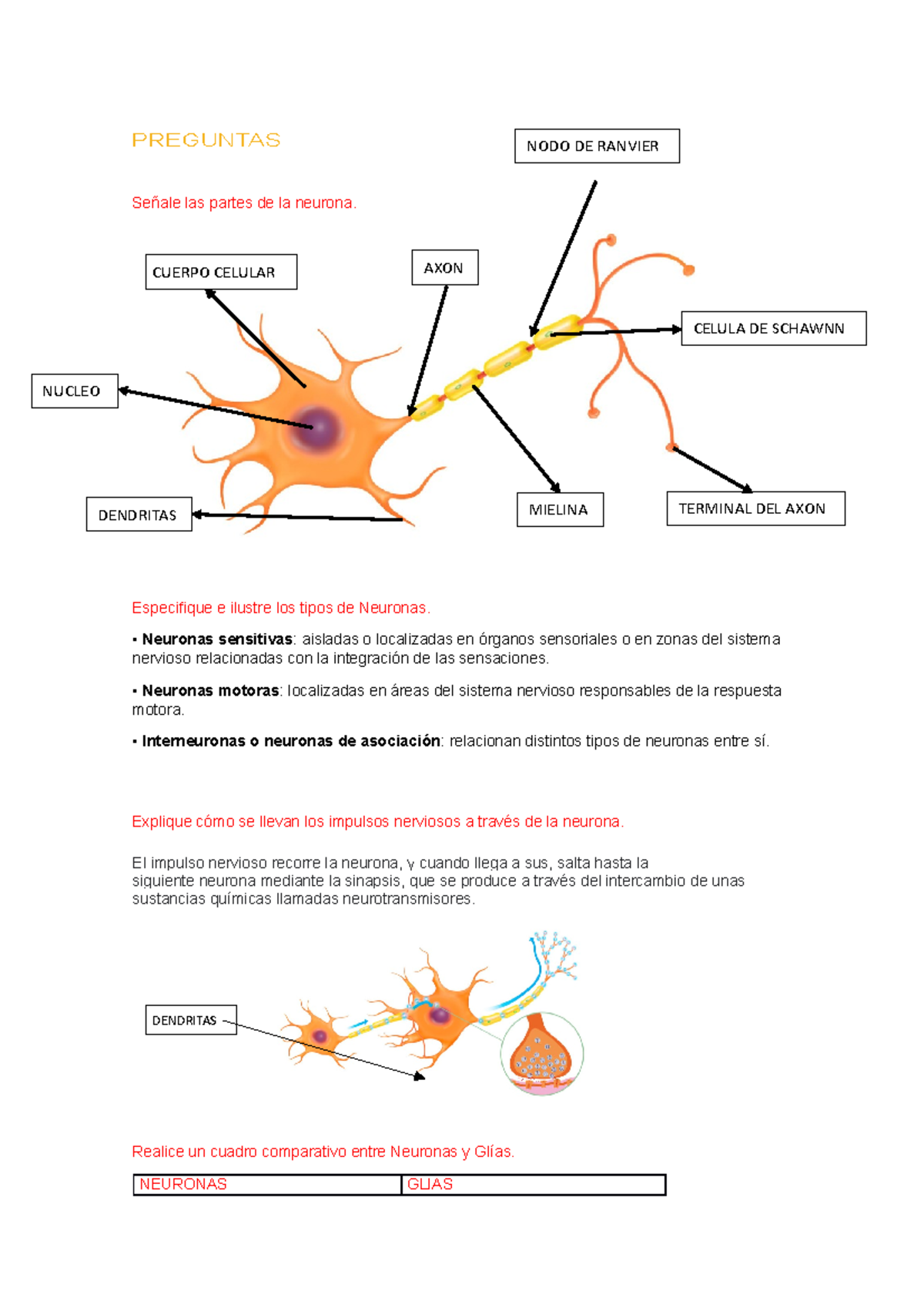 S03 Bases Biologicas - Cuadernillo - PREGUNTAS Señale las partes de la ...