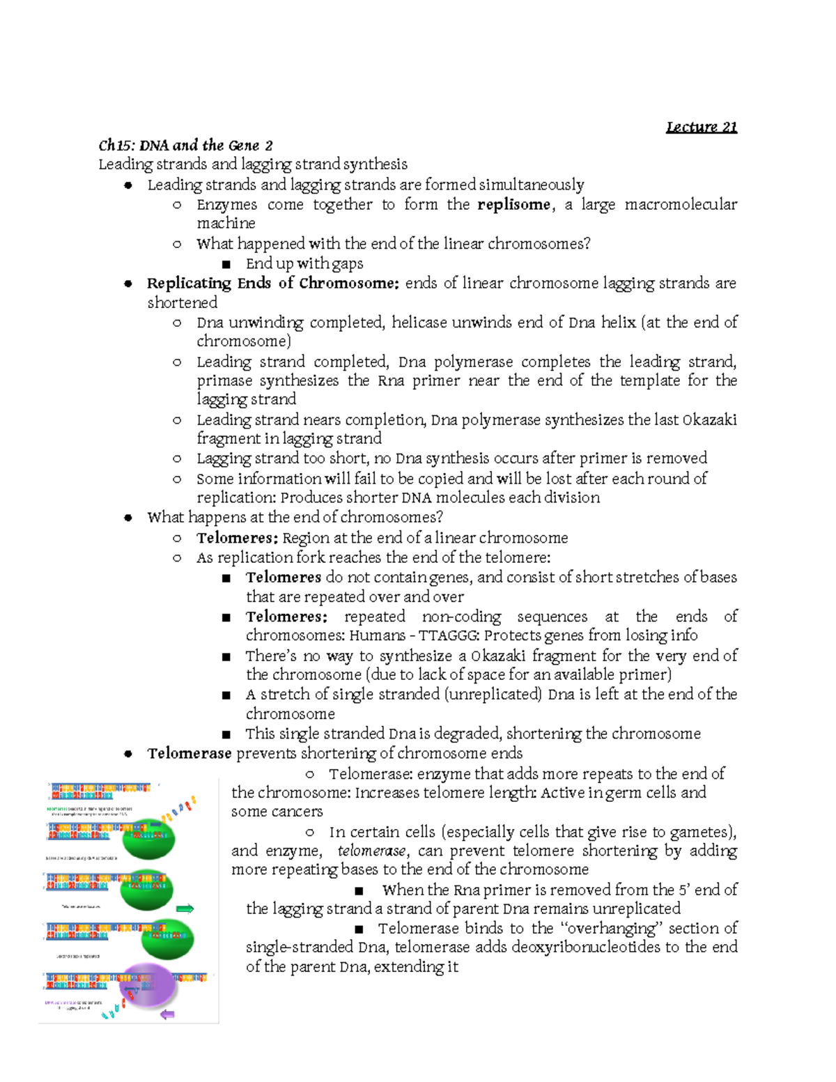 DNA and the Gene 2 - Studocu