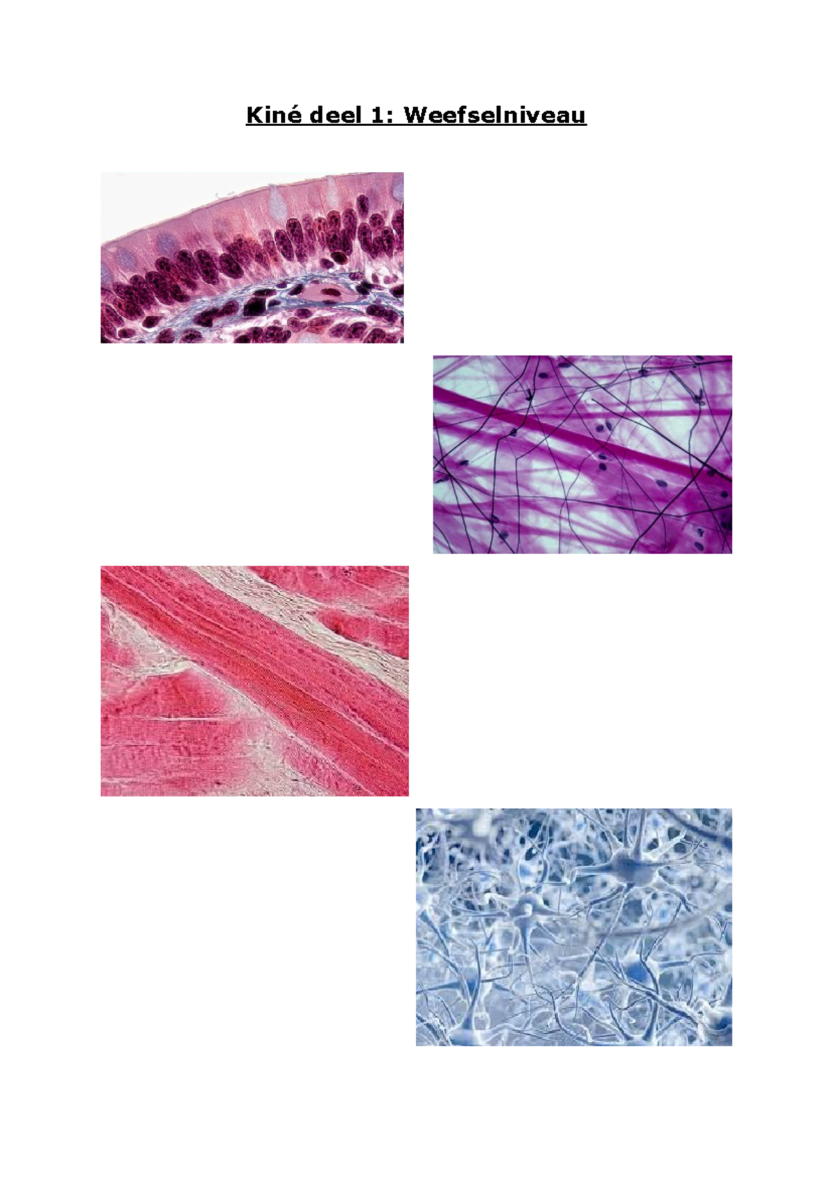Weefselniveau - Kiné deel 1: Weefselniveau Epitheelweefsel ...