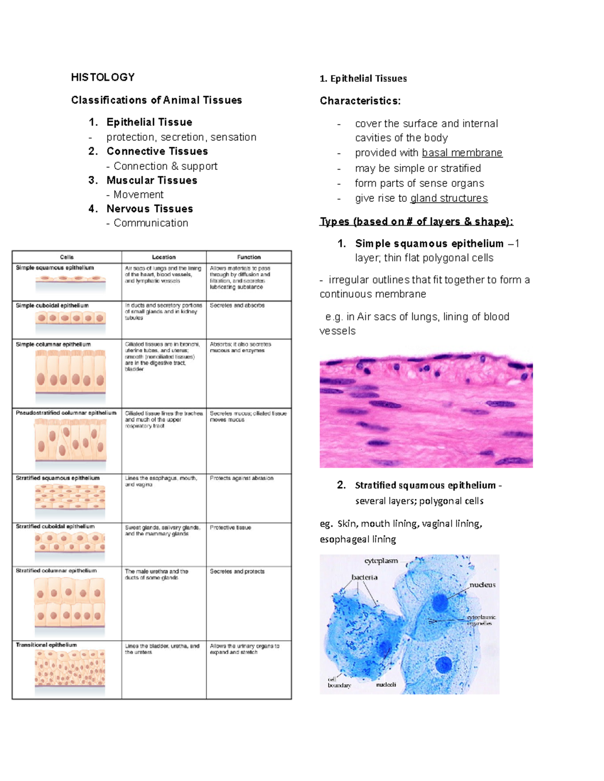 Animal Histology BIO Reviewer Epithelium - HISTOLOGY Classifications of ...