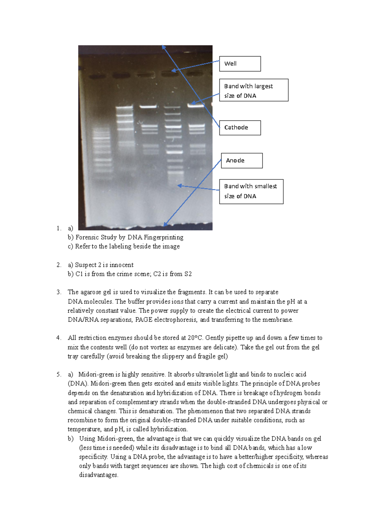 LIFS 1904 Lab Report 2 (Ex 2) - LA 1 Group 20 - a) b) Forensic Study by ...
