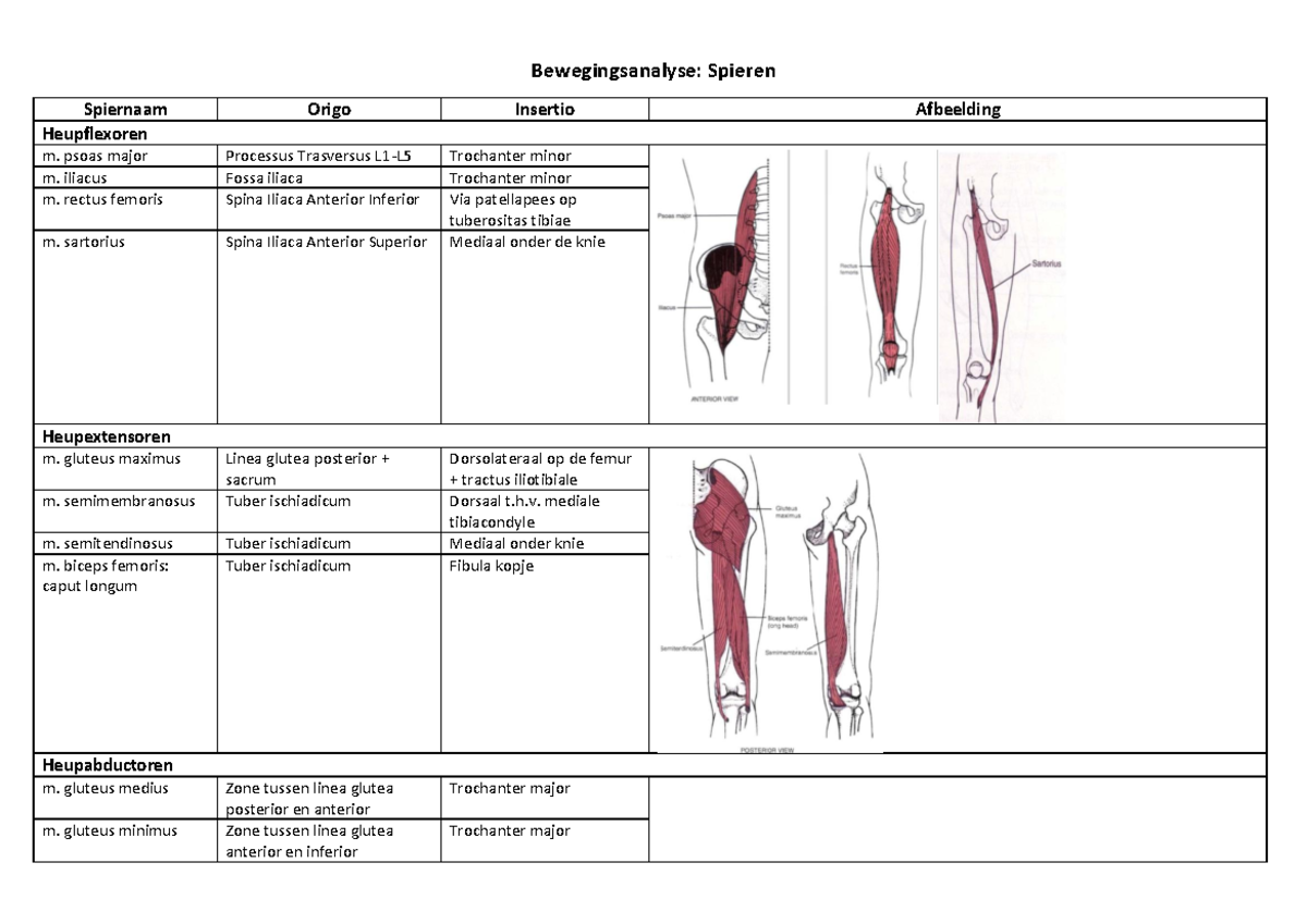 Spieren - Samenvatting Bewegingsanalyse - Bewegingsanalyse: Spieren Spiernaam Origo Insertio ...