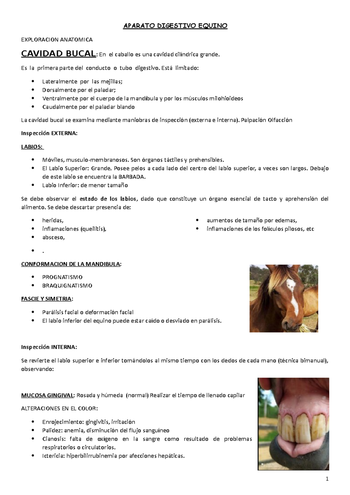 Aparato Digestivo Equino - APARATO DIGESTIVO EQUINO EXPLORACION ...