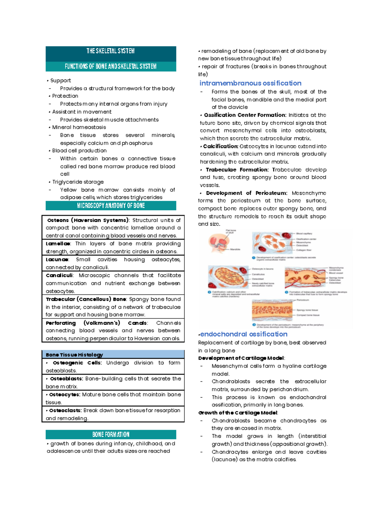 Anaphy transes finals skeletal system - The skeletal system Functions ...