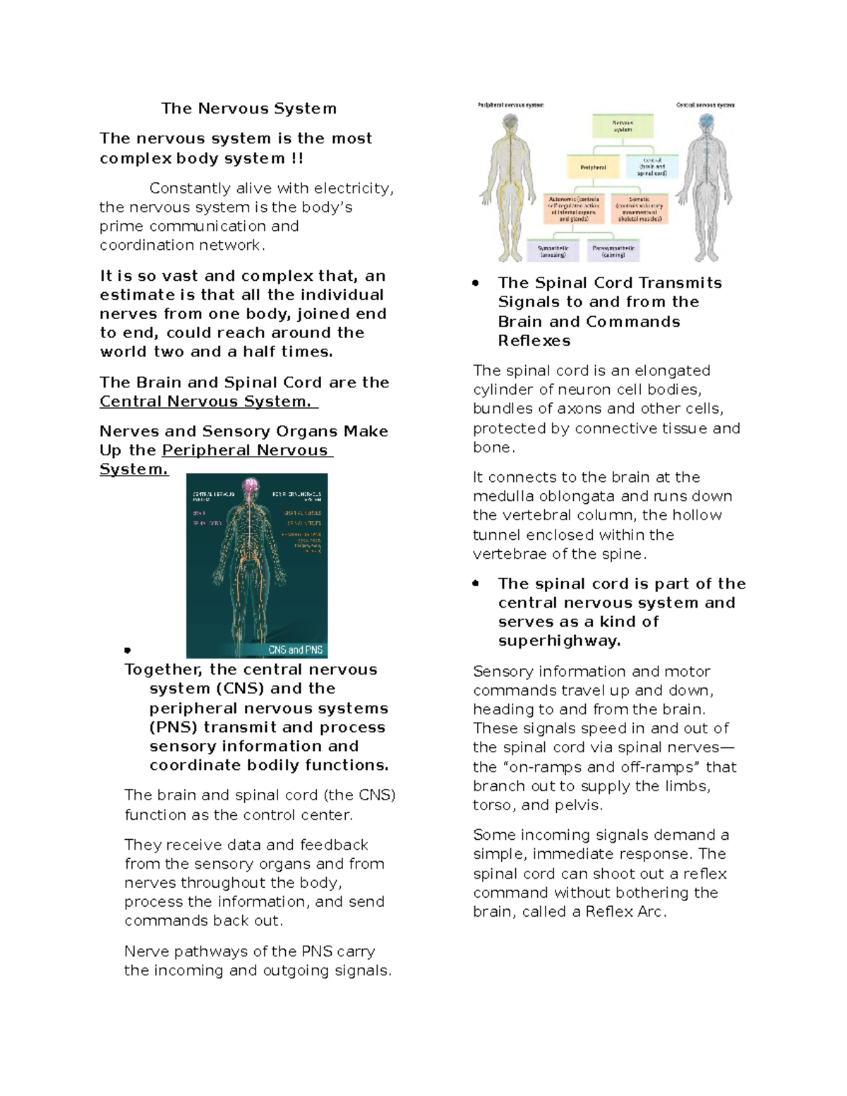 Nervous System - .... - The Nervous System The nervous system is the ...