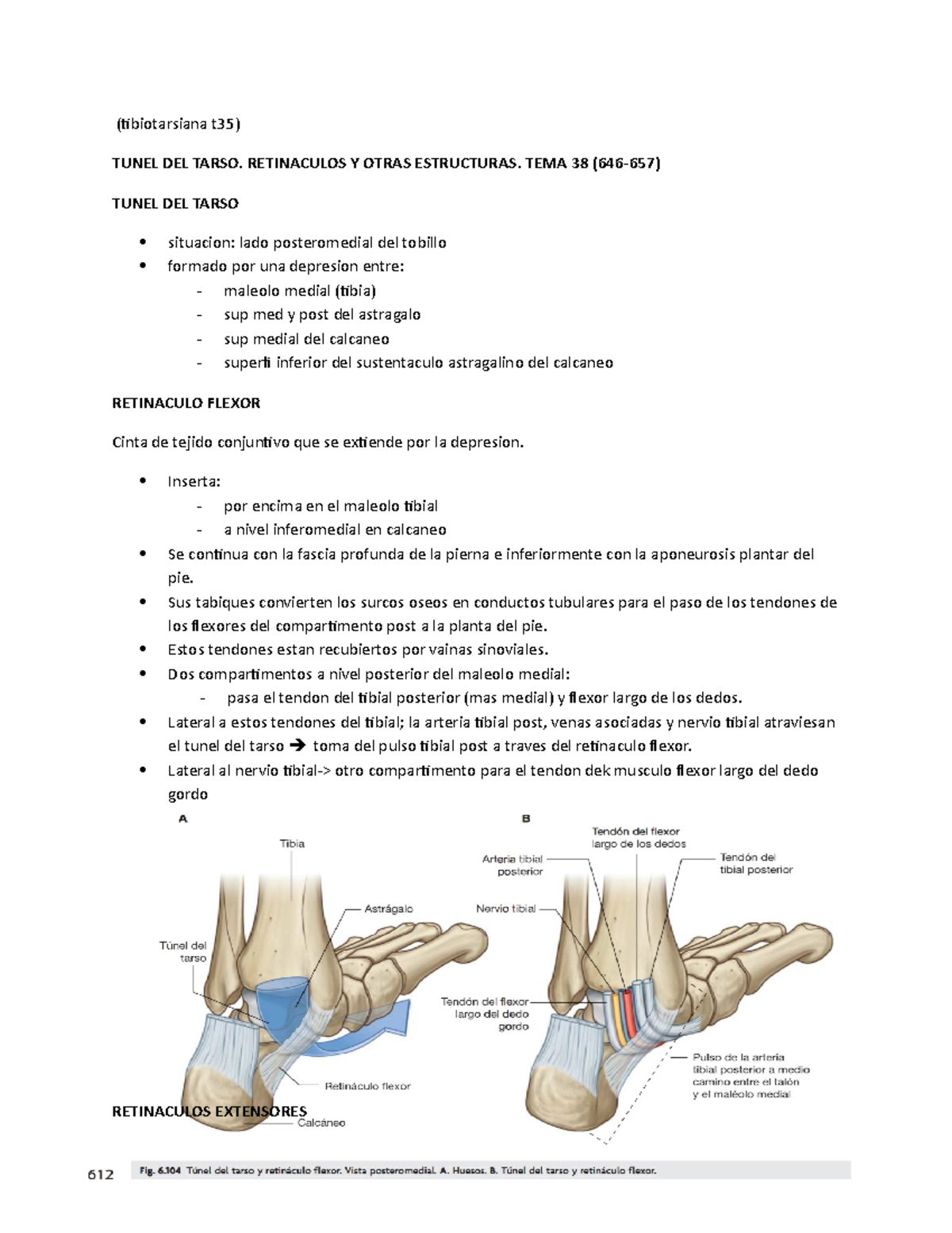 T38 Musculos DEL PIE (646-657) - (tibiotarsiana t35) TUNEL DEL TARSO ...