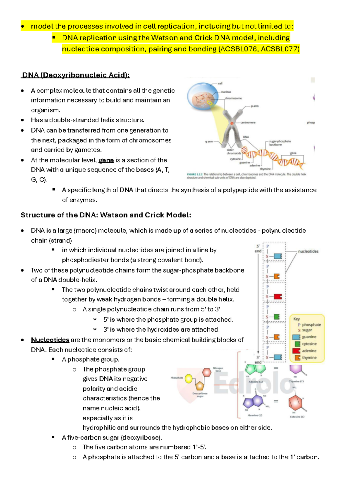 DNA replication HSC NOTES - model the processes involved in cell ...