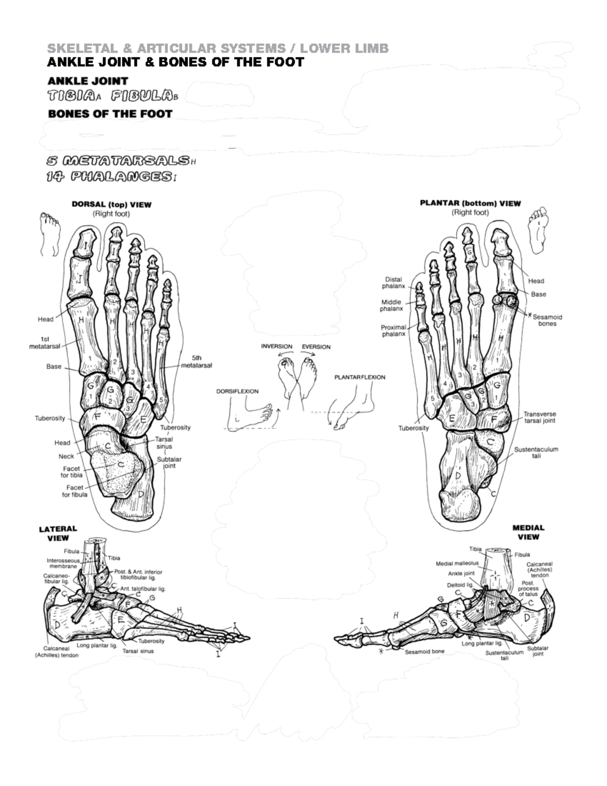 Foot Color Page - 40 See 38 CN: (1) Color the names of the bones of the ...