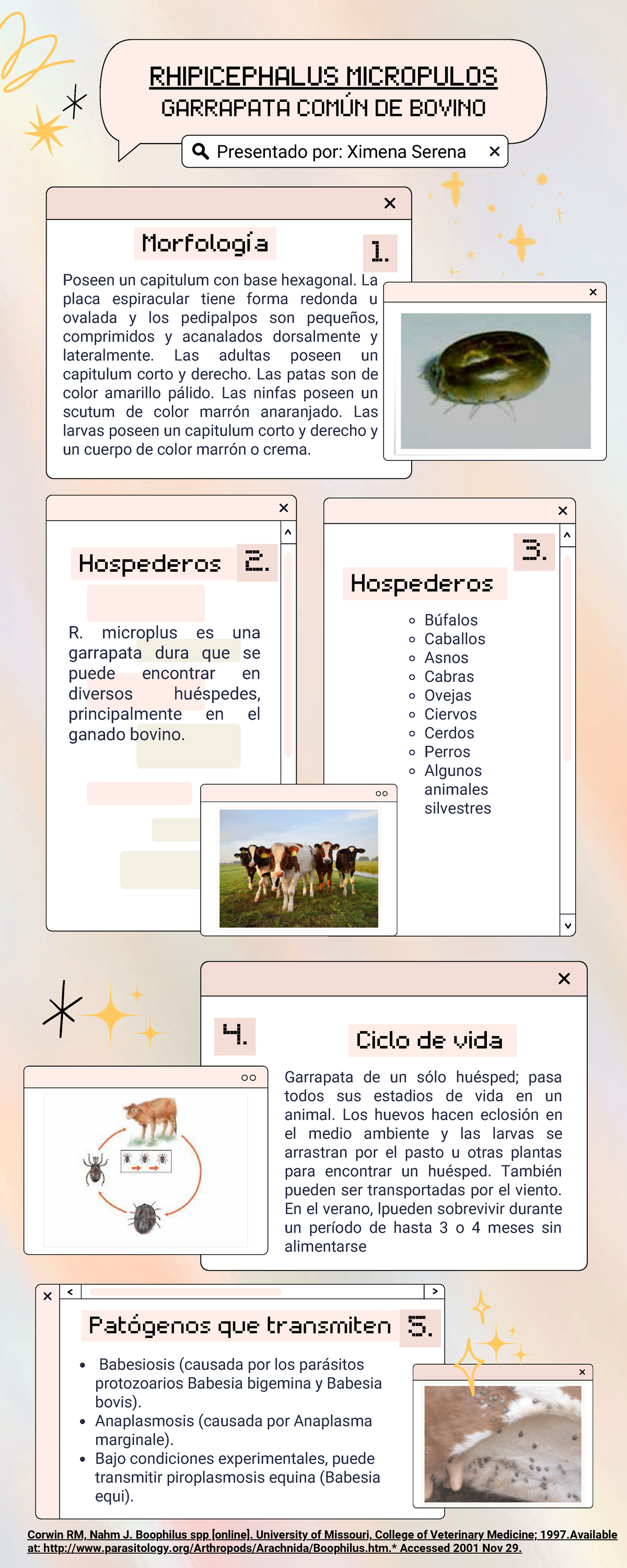 Rhipicephalus micropulos - Búfalos Caballos Asnos Cabras Ovejas Ciervos ...