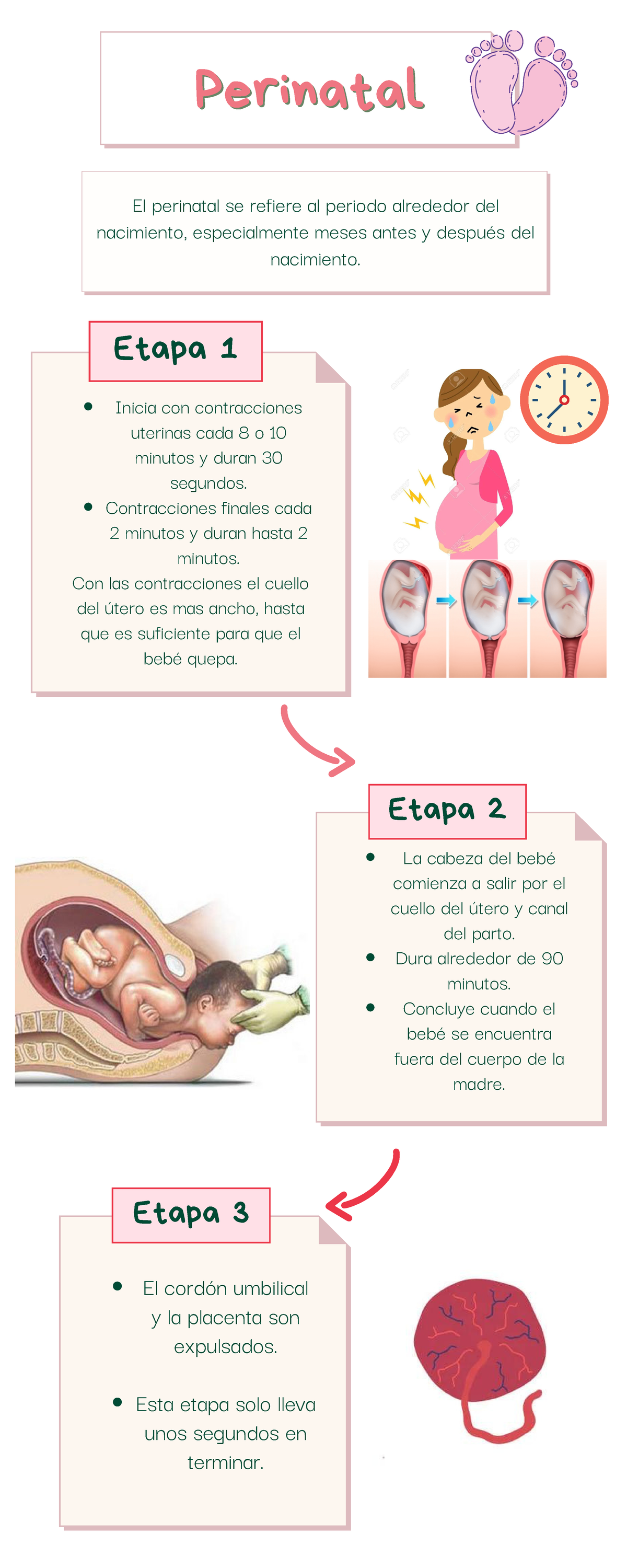 Perinatal - La cabeza del bebé comienza a salir por el cuello del útero ...