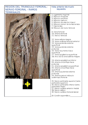 3º Parcial Imagenes Esplacno - TRONCO SIMPÁTICO A. TIROIDEA SUPERIOR ...