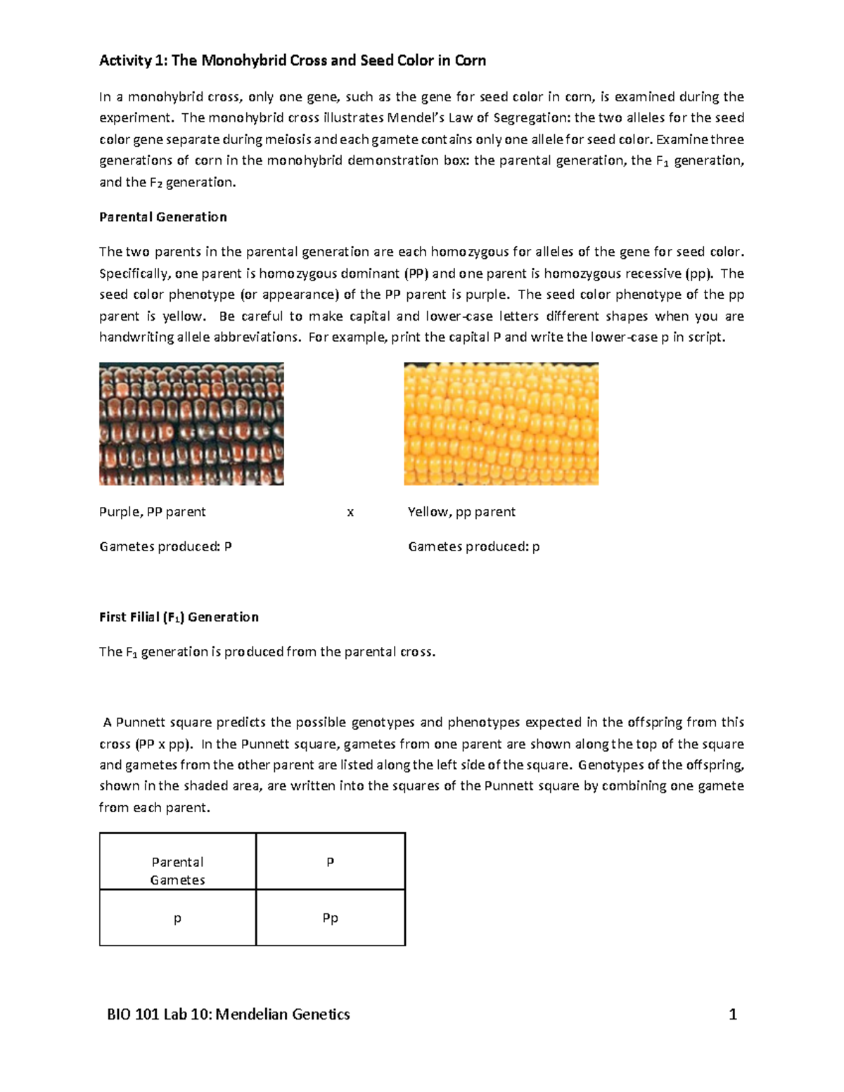 BIO 101 Lab 10, Mendelian Genetics - Activity 1: The Monohybrid Cross ...