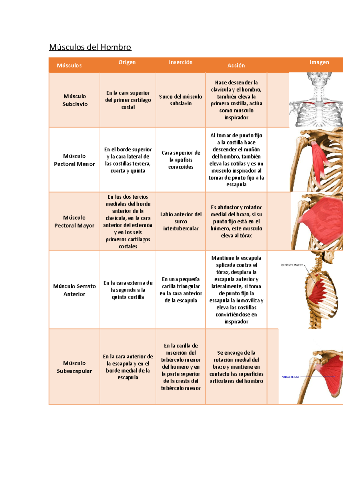 Cuadro Musculos del Miembro Superior - Músculos del Hombro Músculos ...