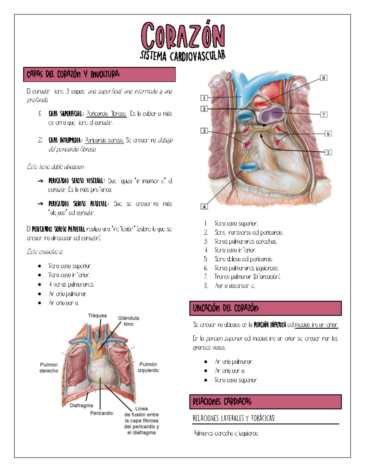 4. Corazón [Sistema cardiovascular] - El corazón tiene 3 capas: una ...