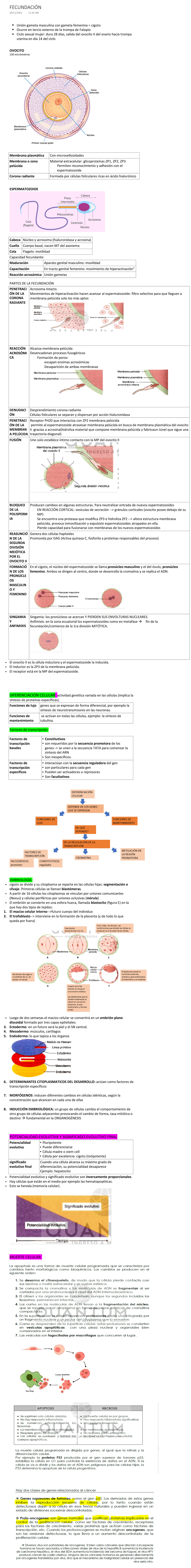Fecundación. Guiado por libro Robertis - § Unión gameta masculina con ...