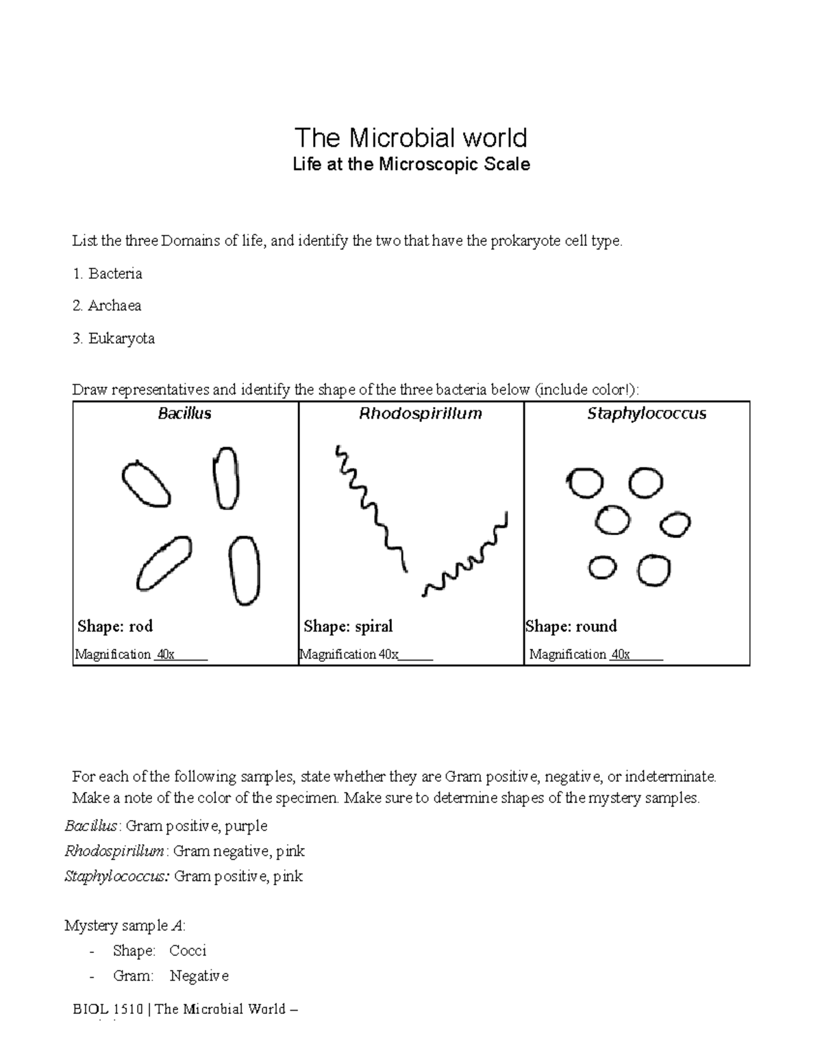 Lab Worksheet 2: The Microbial World - The Microbial world Life at the ...