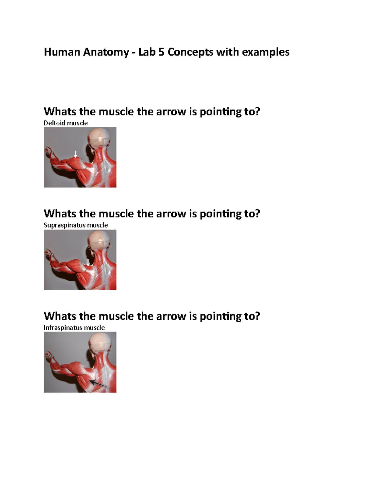 Human Anatomy chapter 5 - Human Anatomy - Lab 5 Concepts with examples ...