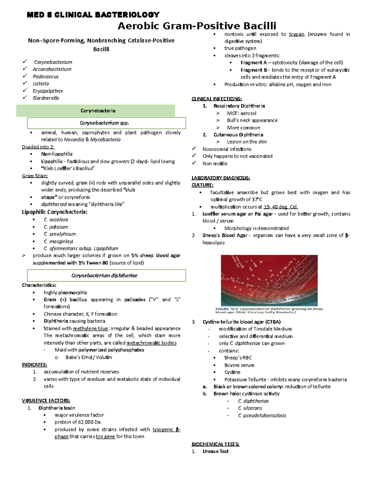 Aerobic Gram Positive Bacilli - Non–Spore-Forming, Nonbranching ...