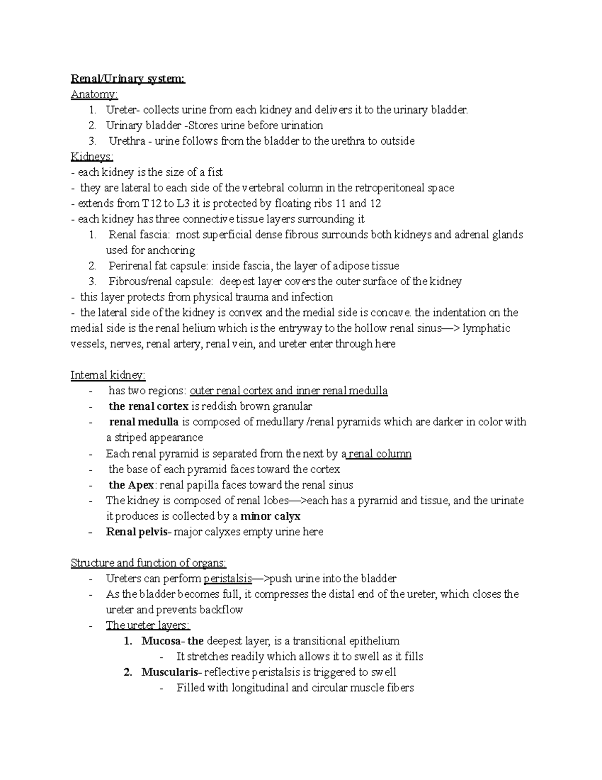 Anatomy of the Urinary System - Studocu