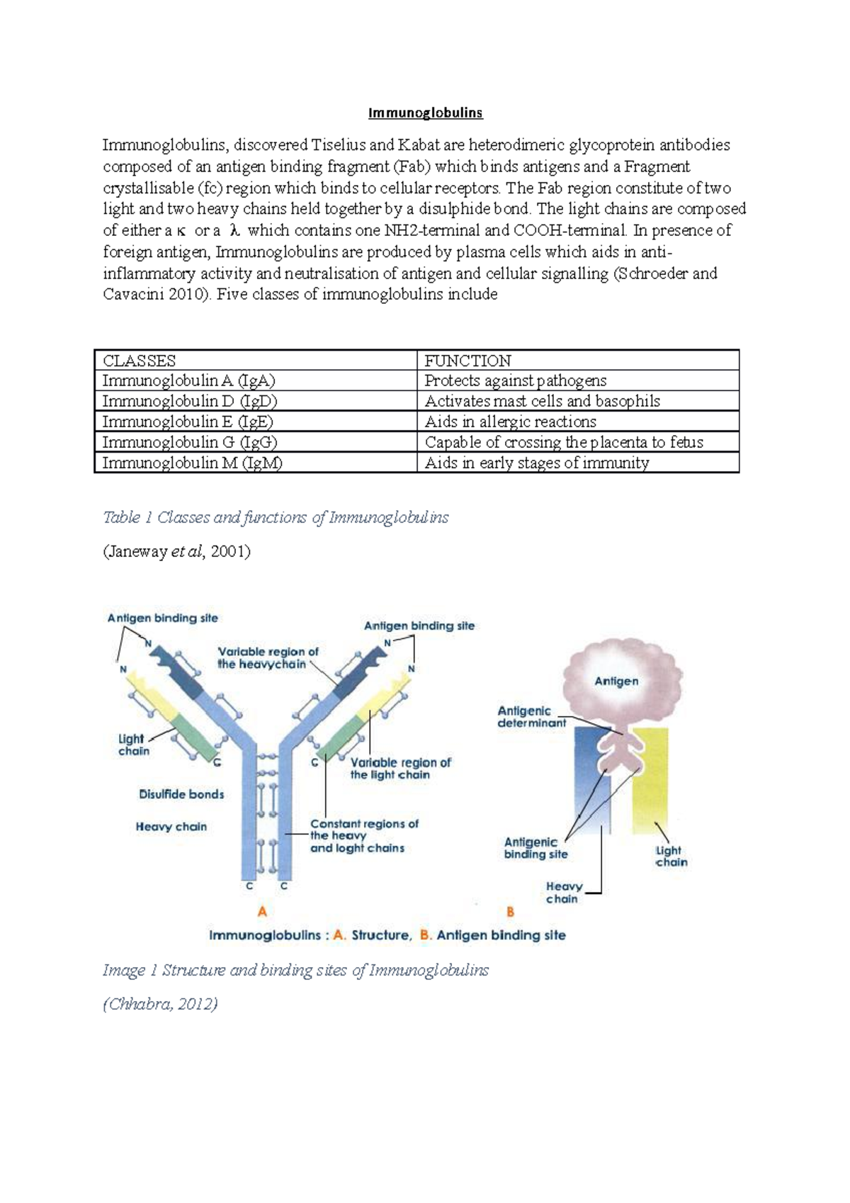Immunoglobulins - Immunoglobulin summary structure and function ...