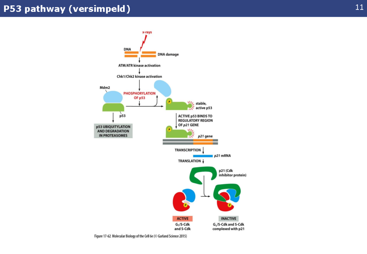22-01-17 Week 8 DNA- en RNA-technieken 2 Genoom 21-22 - P53 pathway ...