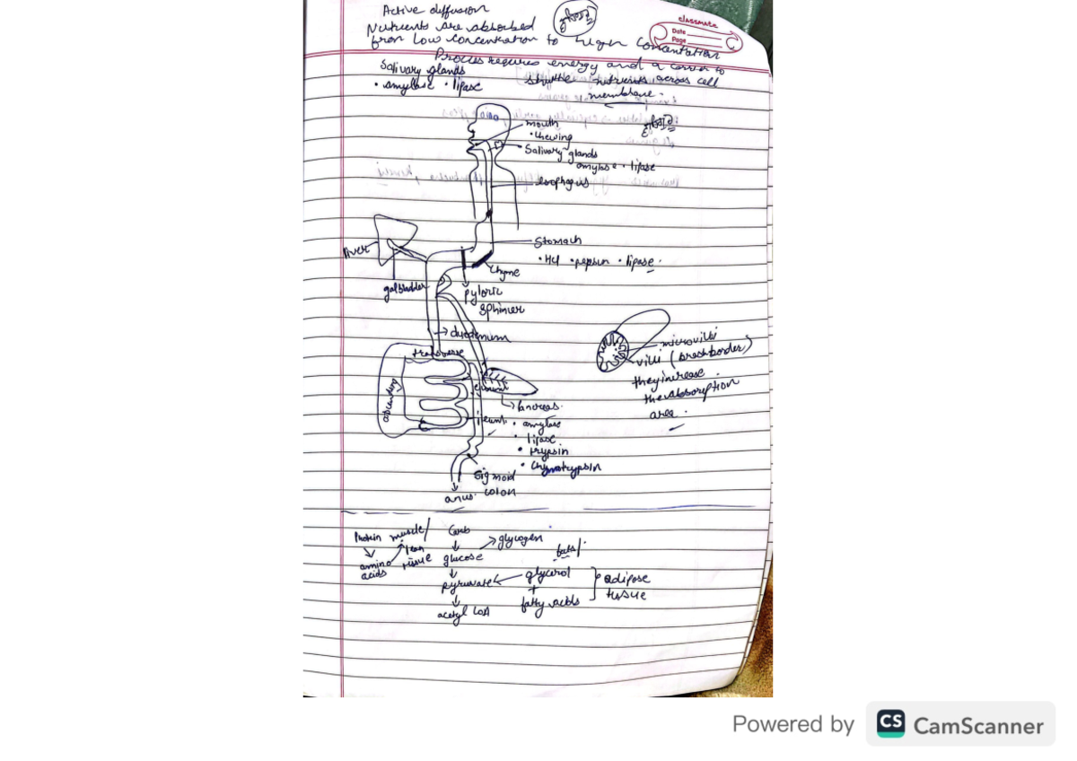 Nutr5 practise materials - NUTR1100 - Studocu