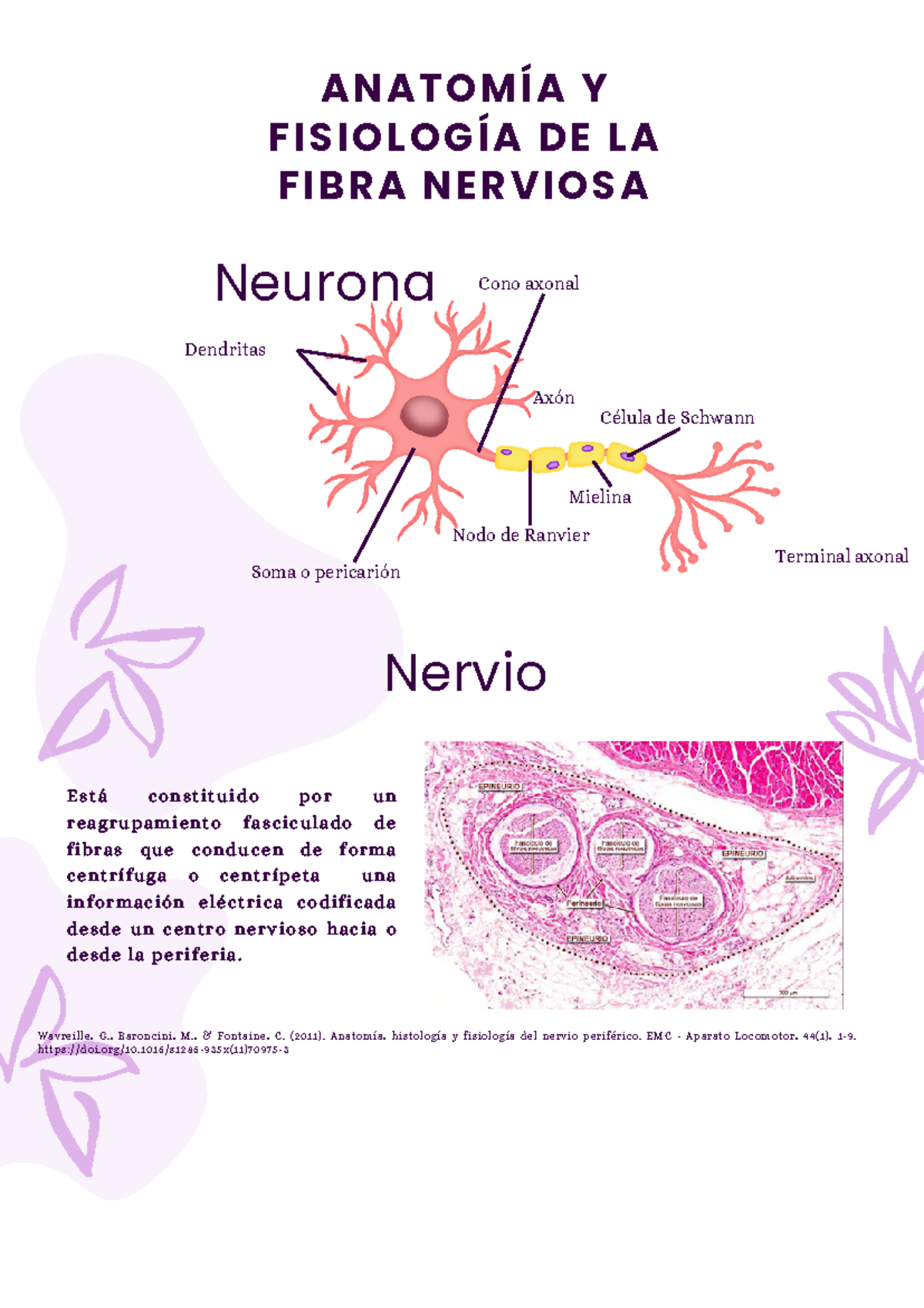 Apunte anatomía y fisiología de la fibra nerviosa - Neurona Cono axonal ...