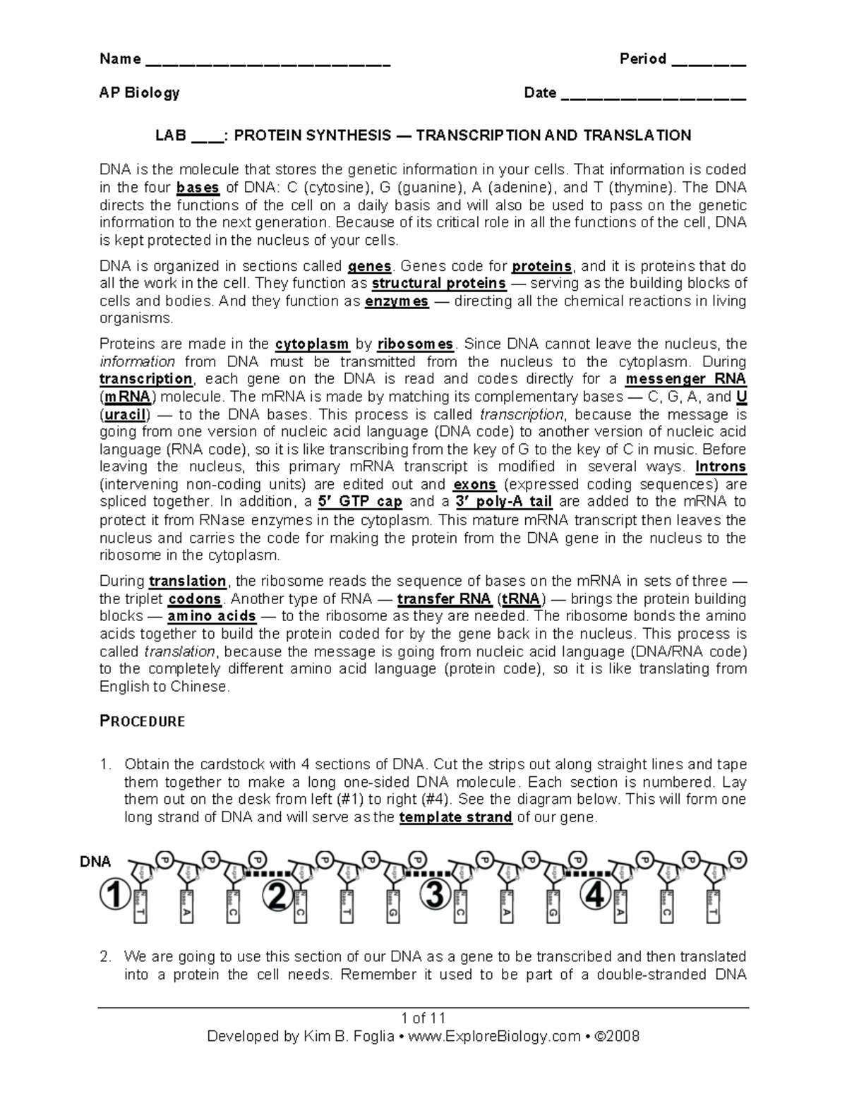 Lab Protein Synthesis 2008 - Name _____________________________ Period ...