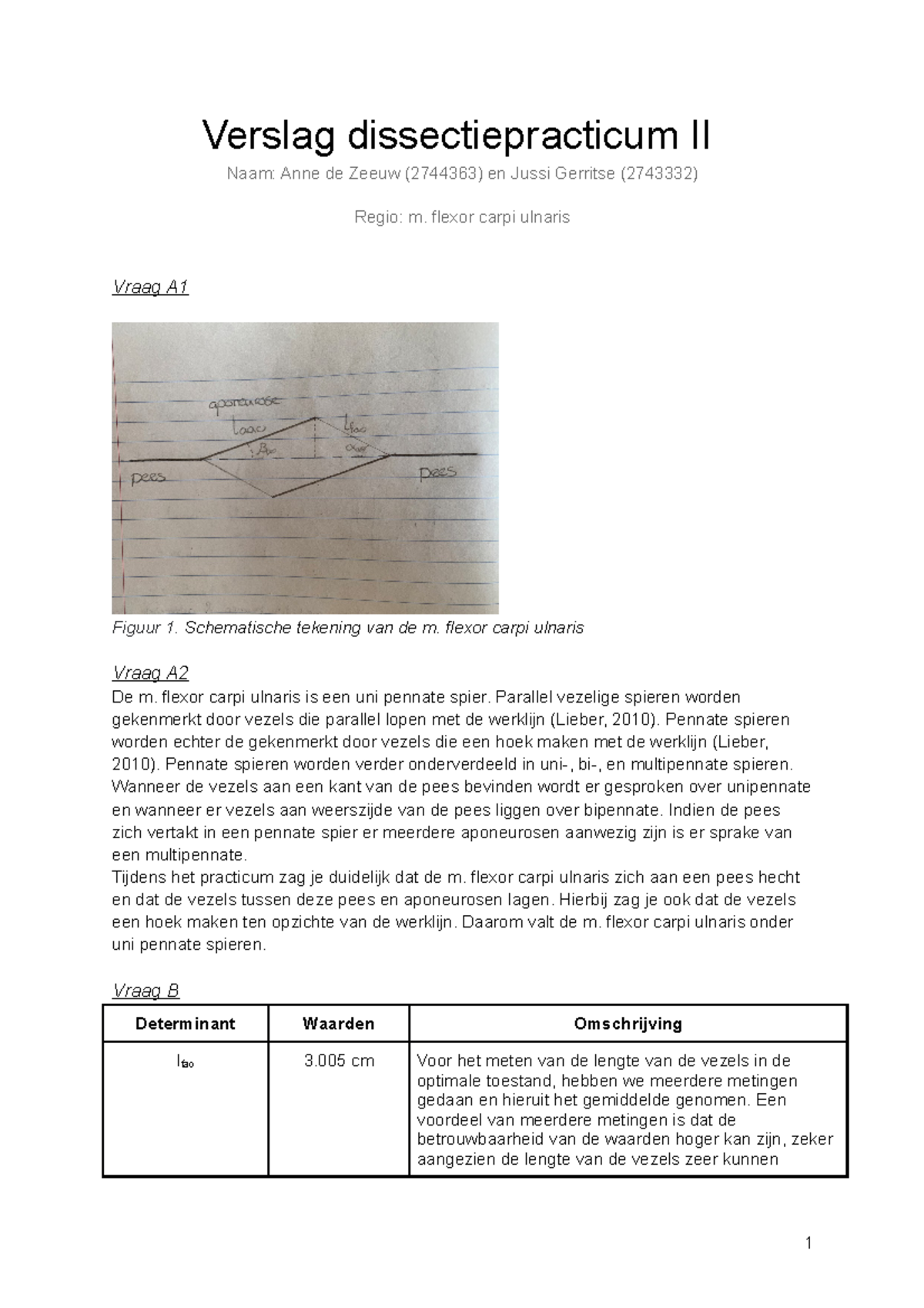 Dissectiepracticum II - Verslag dissectiepracticum II Naam: Anne de ...