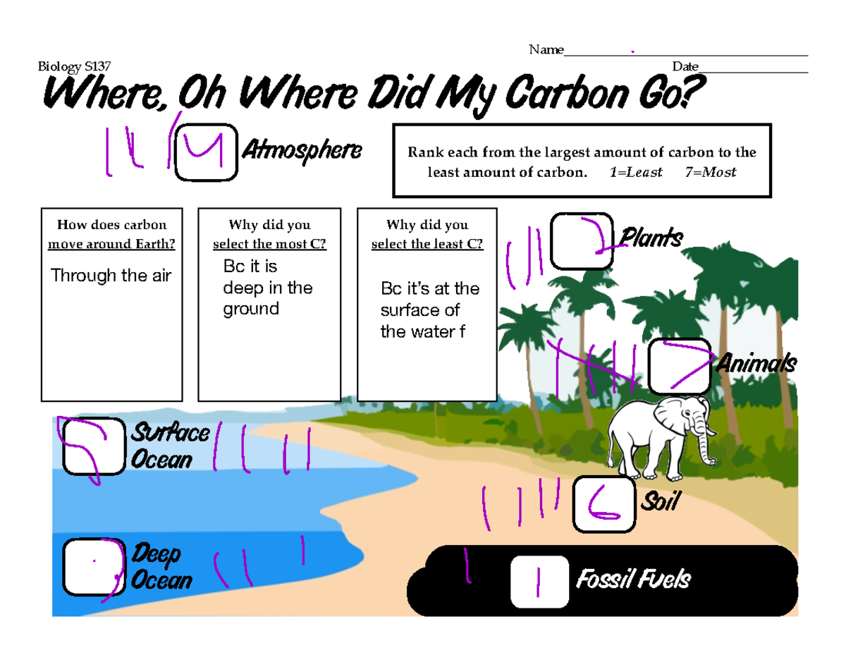 Carbon Cycle Activity - Essential Cell Biology - Biology S - Studocu