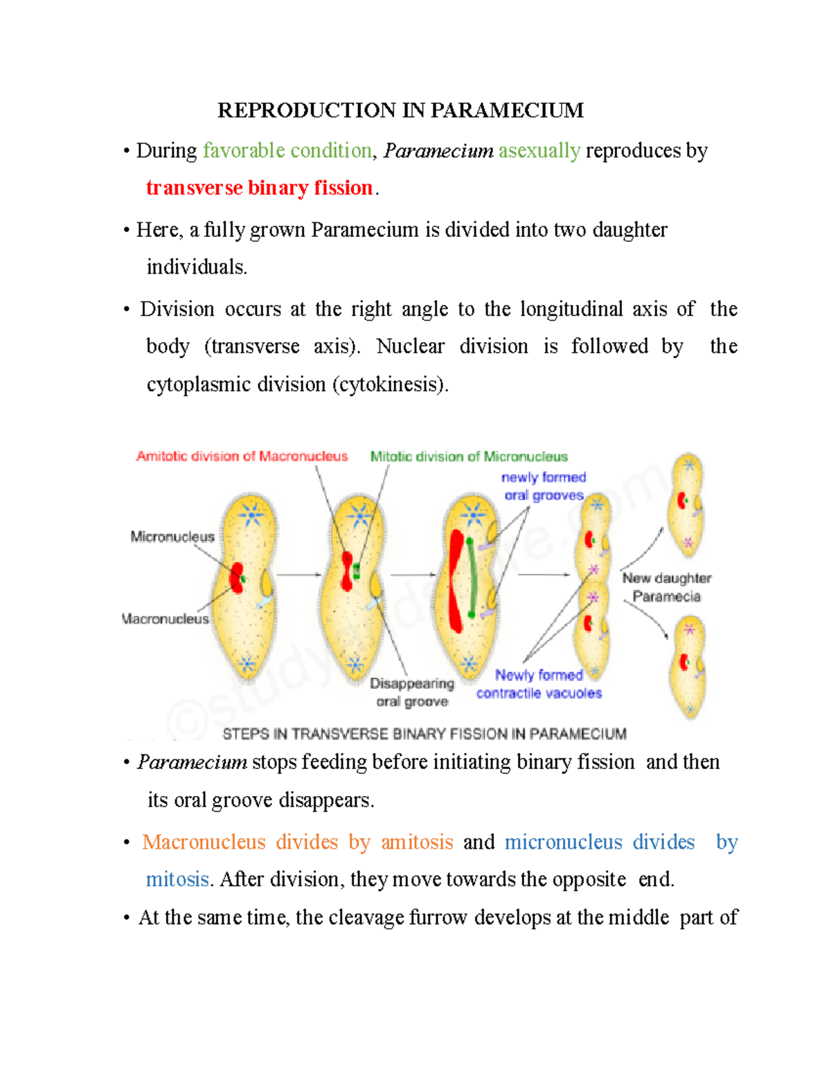 Reproduction IN Paramecium - REPRODUCTION IN PARAMECIUM During ...