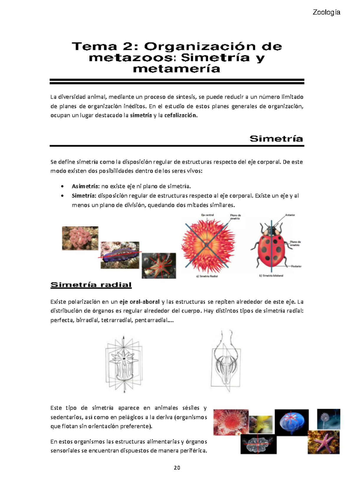 Tema 2 Organización de Metazoos - Tema 2: Organización de metazoos ...