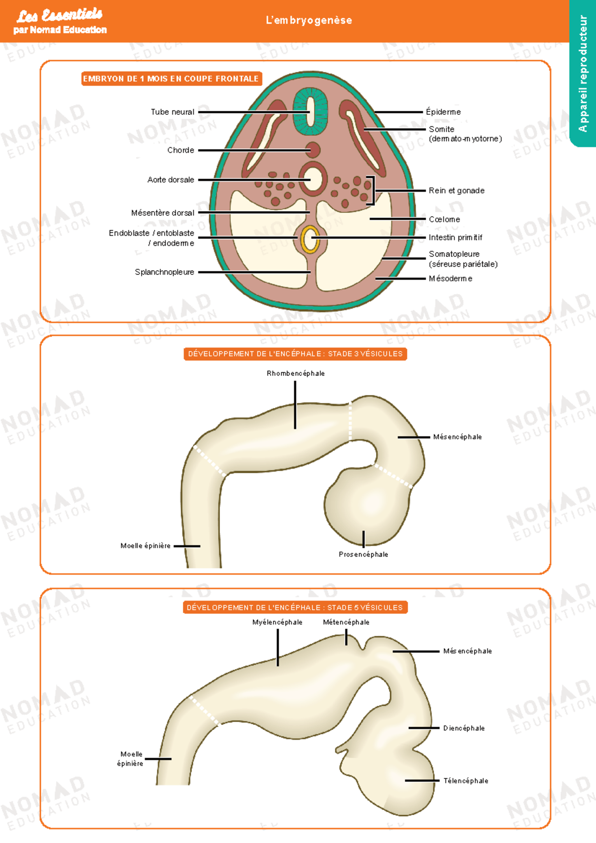 Lembryogense - Summary Anatomie - L’embryogenèse Somite (dermato ...