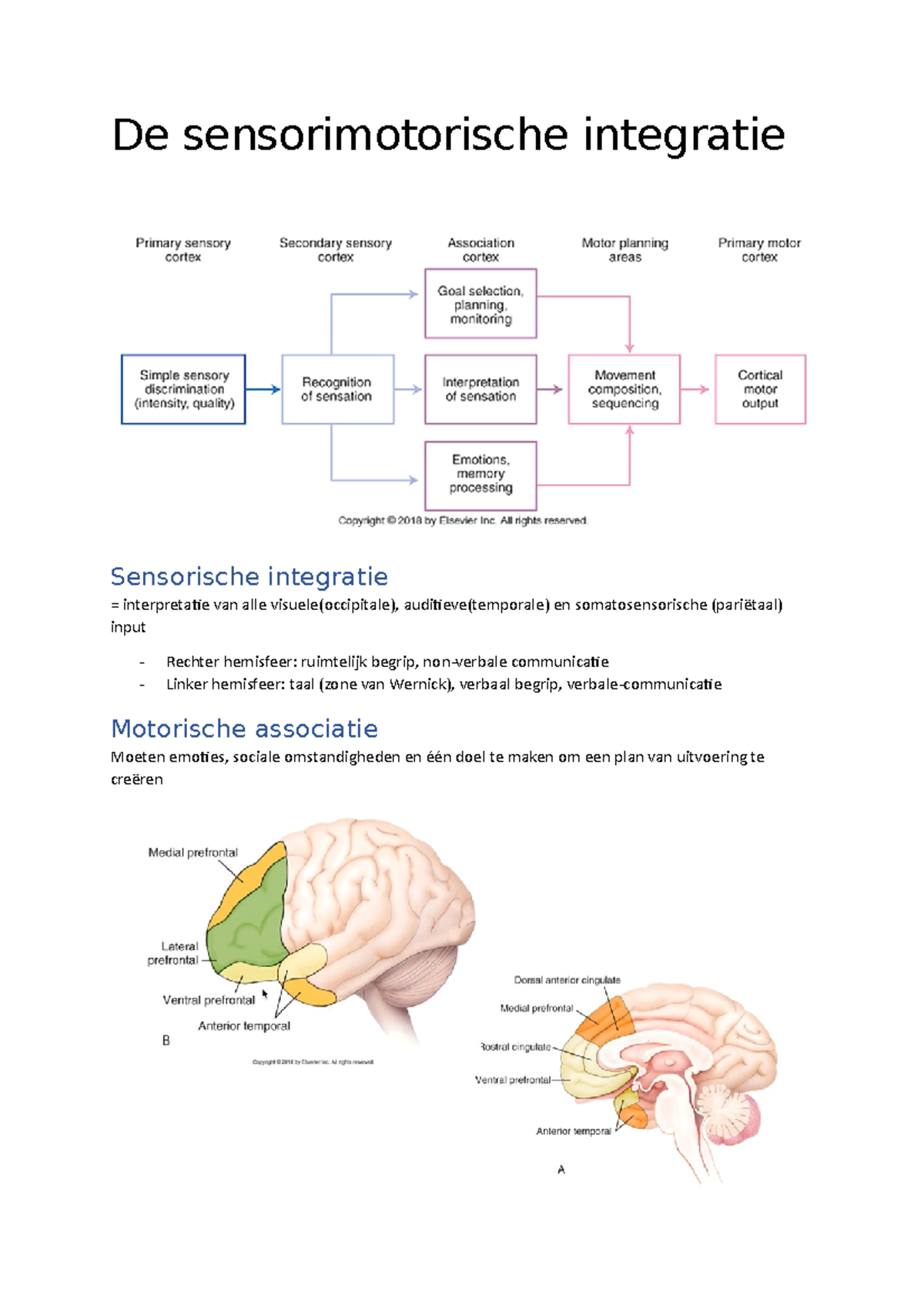 De sensorimotorische integratie in de neurologie - De sensorimotorische ...