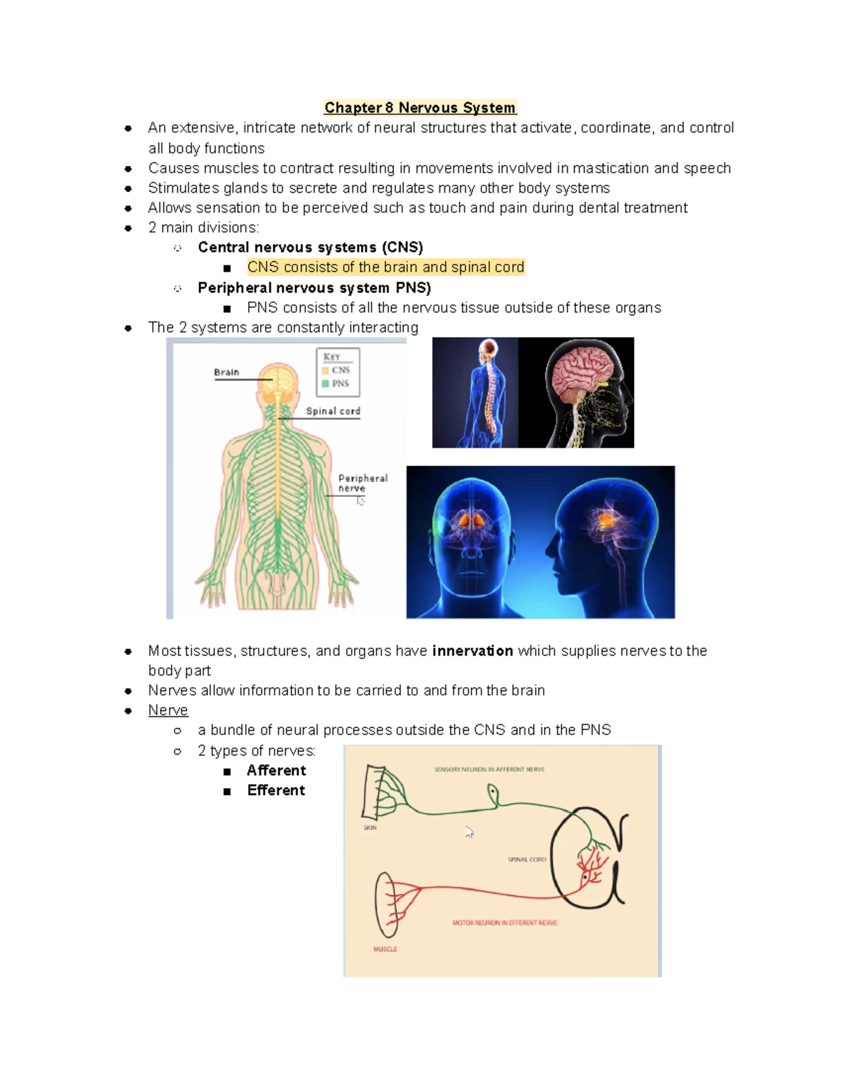 Exam 4 (7,8,10-12 - study guide for exam 4 - Chapter 8 Nervous System ...