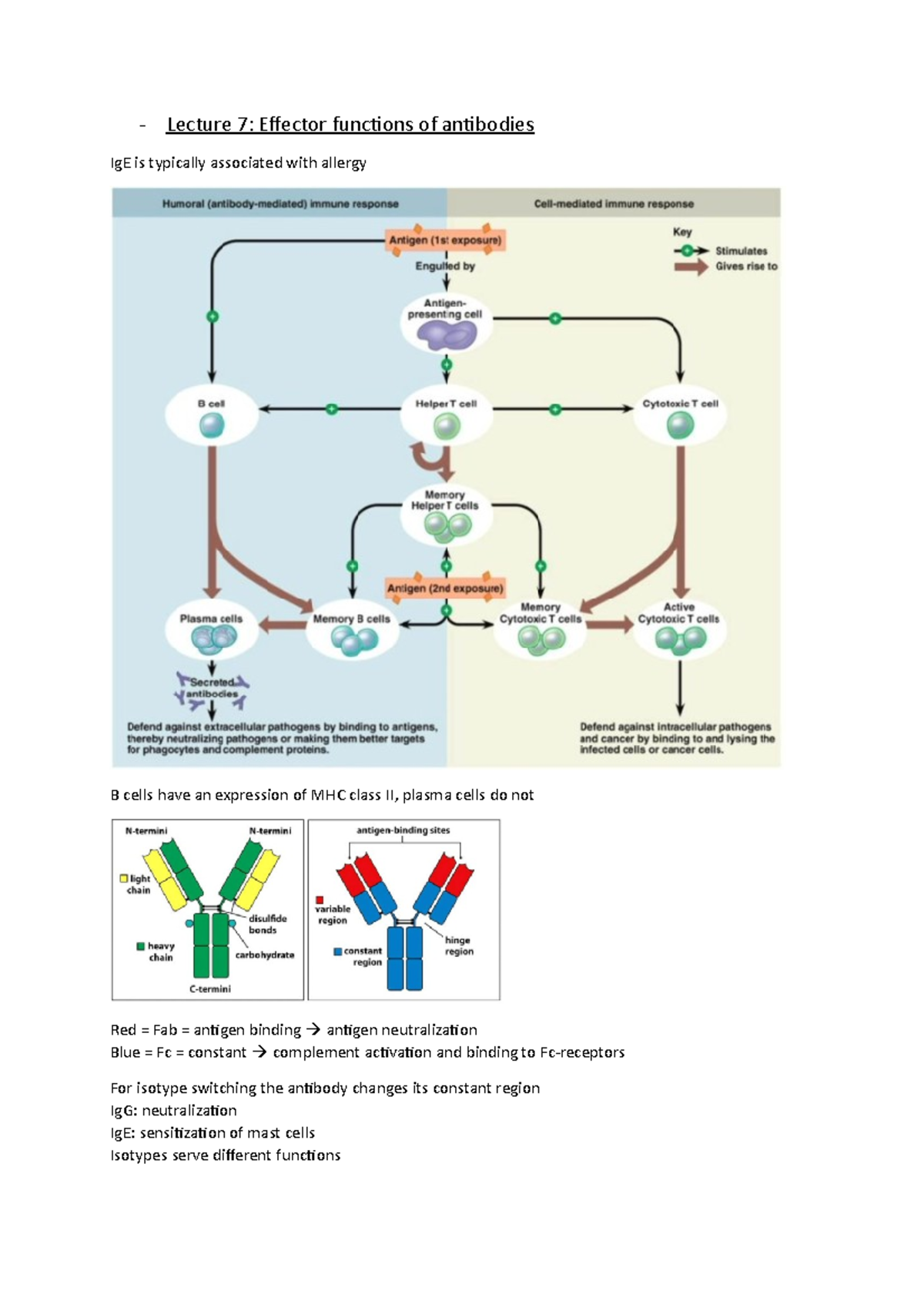 MOD1 lecture 7-9 studeersnel - Lecture 7: Effector functions of ...