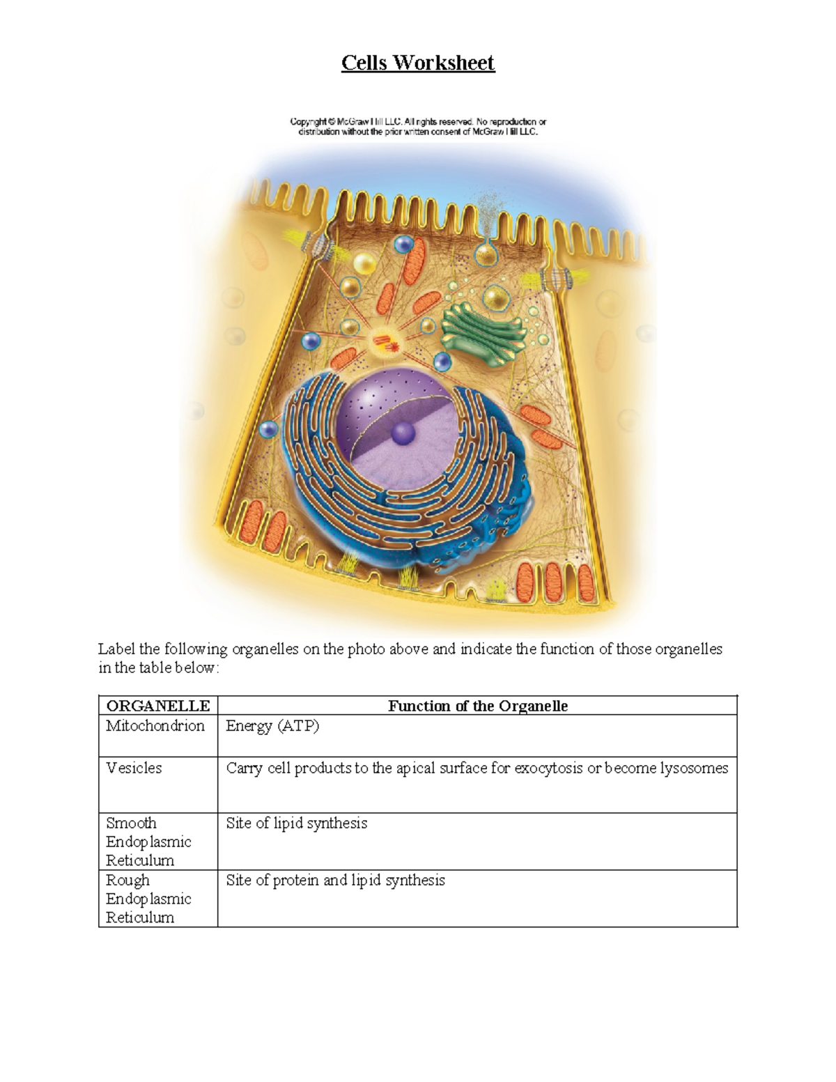 BIOS251 Week 3 Cells Worksheet - Label the following organelles on the ...