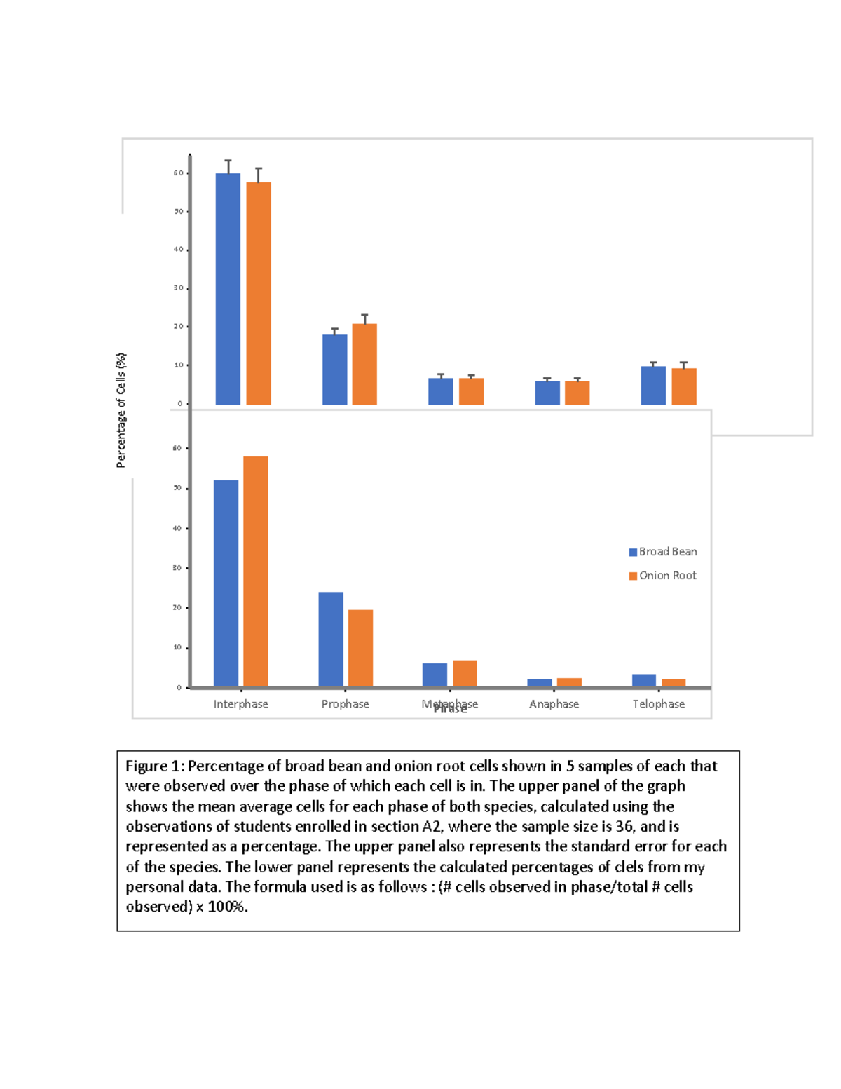 mitosis graphs - on excel - 0 10 20 30 40 50 60 Broad Bean Onion Roots ...