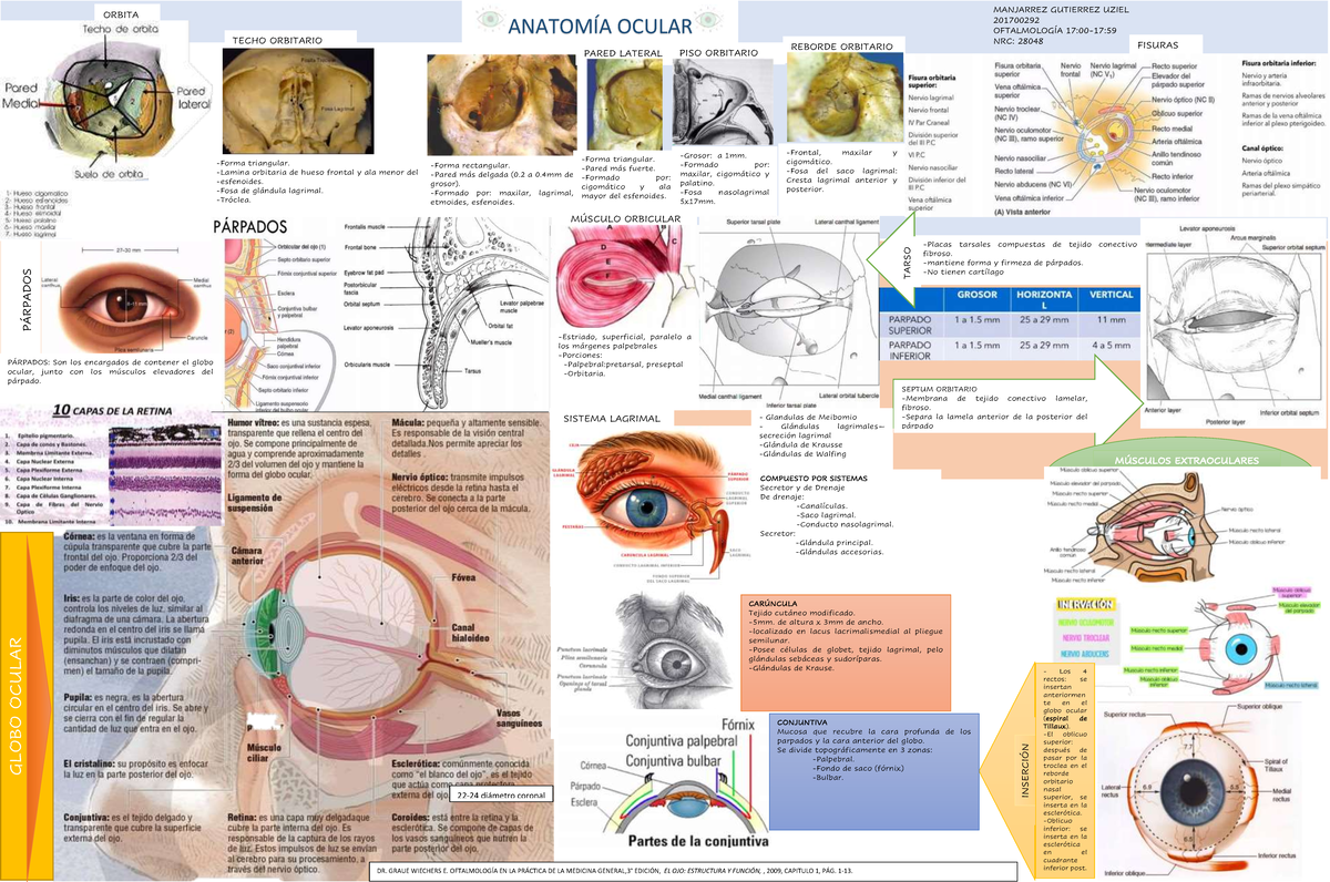 Infografía Anatomía DEL OJO - ANATOMÍA OCULAR TECHO ORBITARIO PARED ...