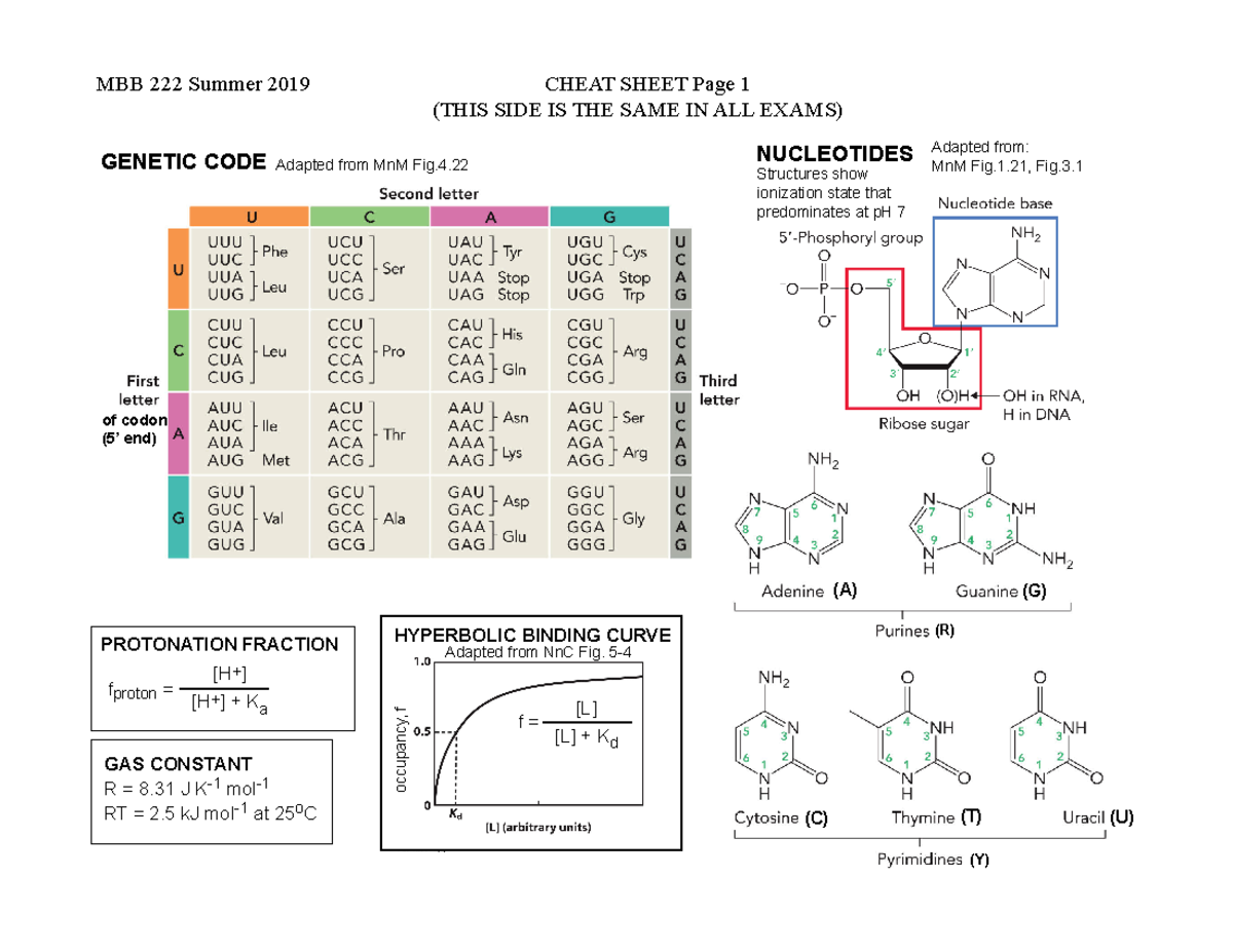 MBB Cheat Sheet - Adapted from: MnM Fig.1, Fig. NUCLEOTIDES Structures ...