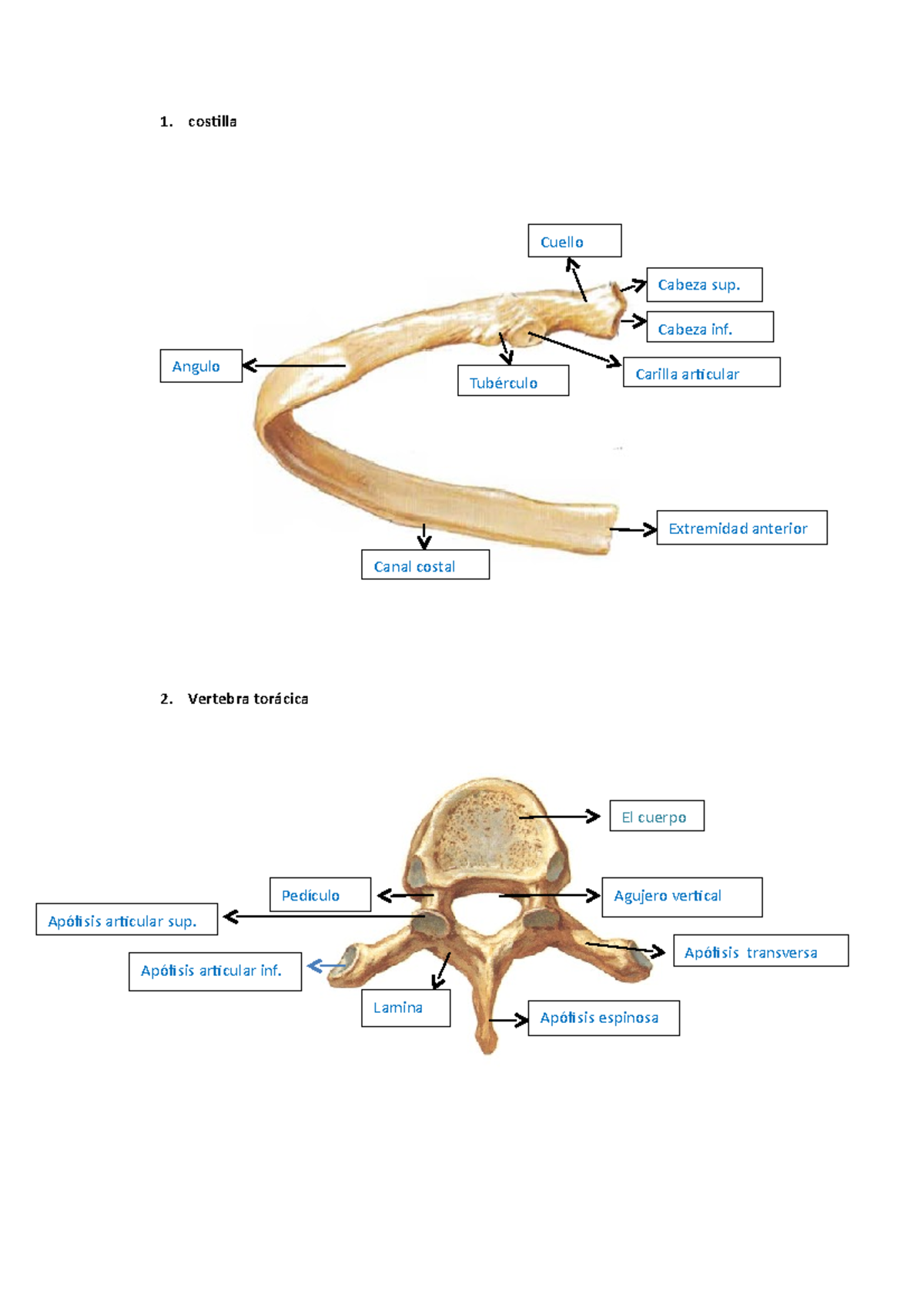 Costilla - teo - costilla Vertebra torácica Cuello Angulo Canal costal ...