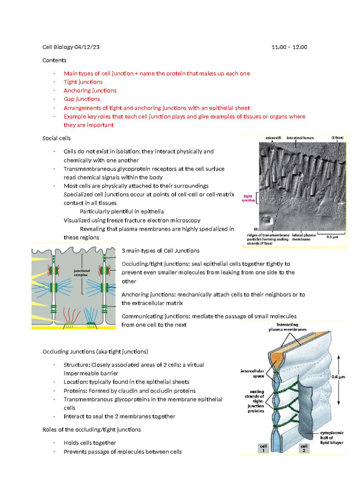 Cell Junctions - Cell Biology - Cell Biology 04/12/23 11 – 12. Contents ...