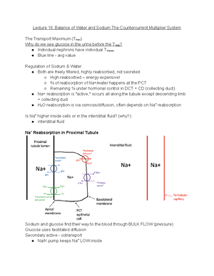 Lecture 17: Intro to Renal System, Filtration, Transport Maximum ...