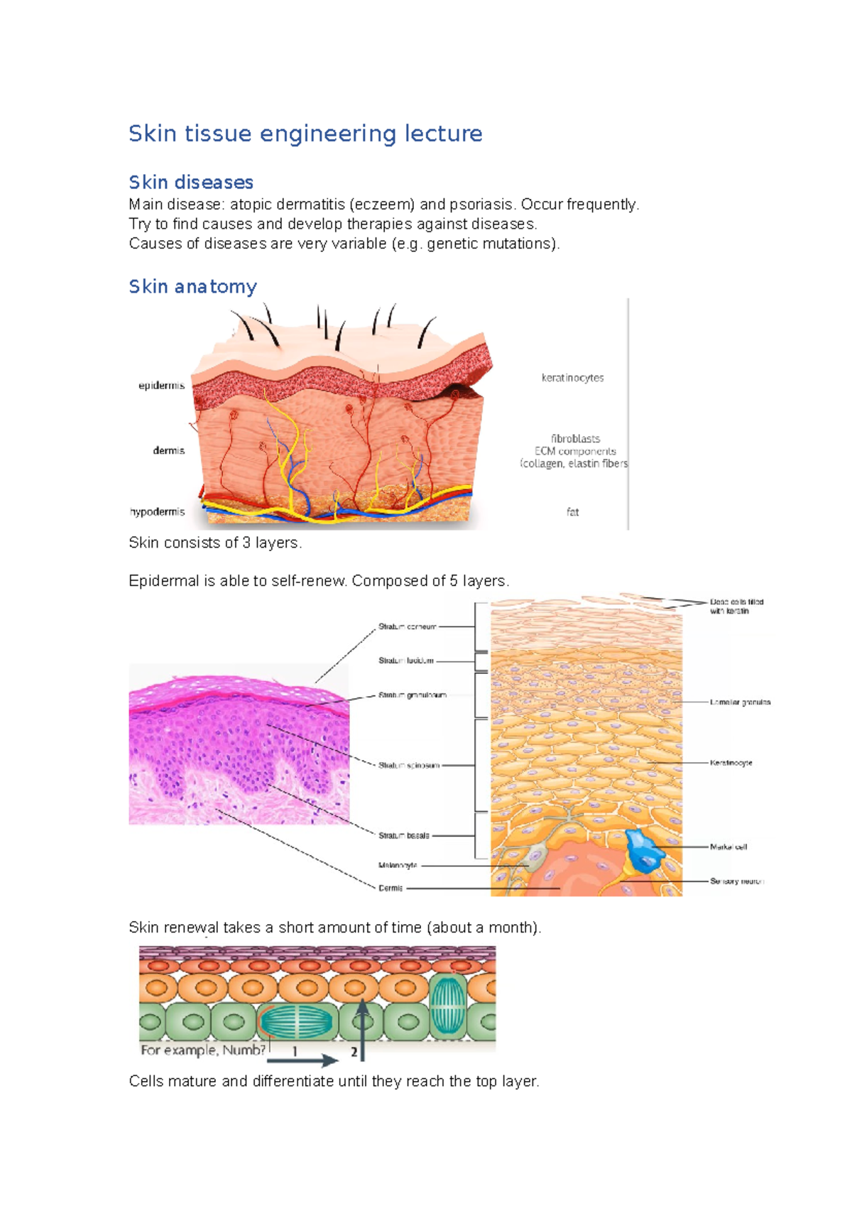 07 Skin TE - college 7 - Skin tissue engineering lecture Skin diseases ...