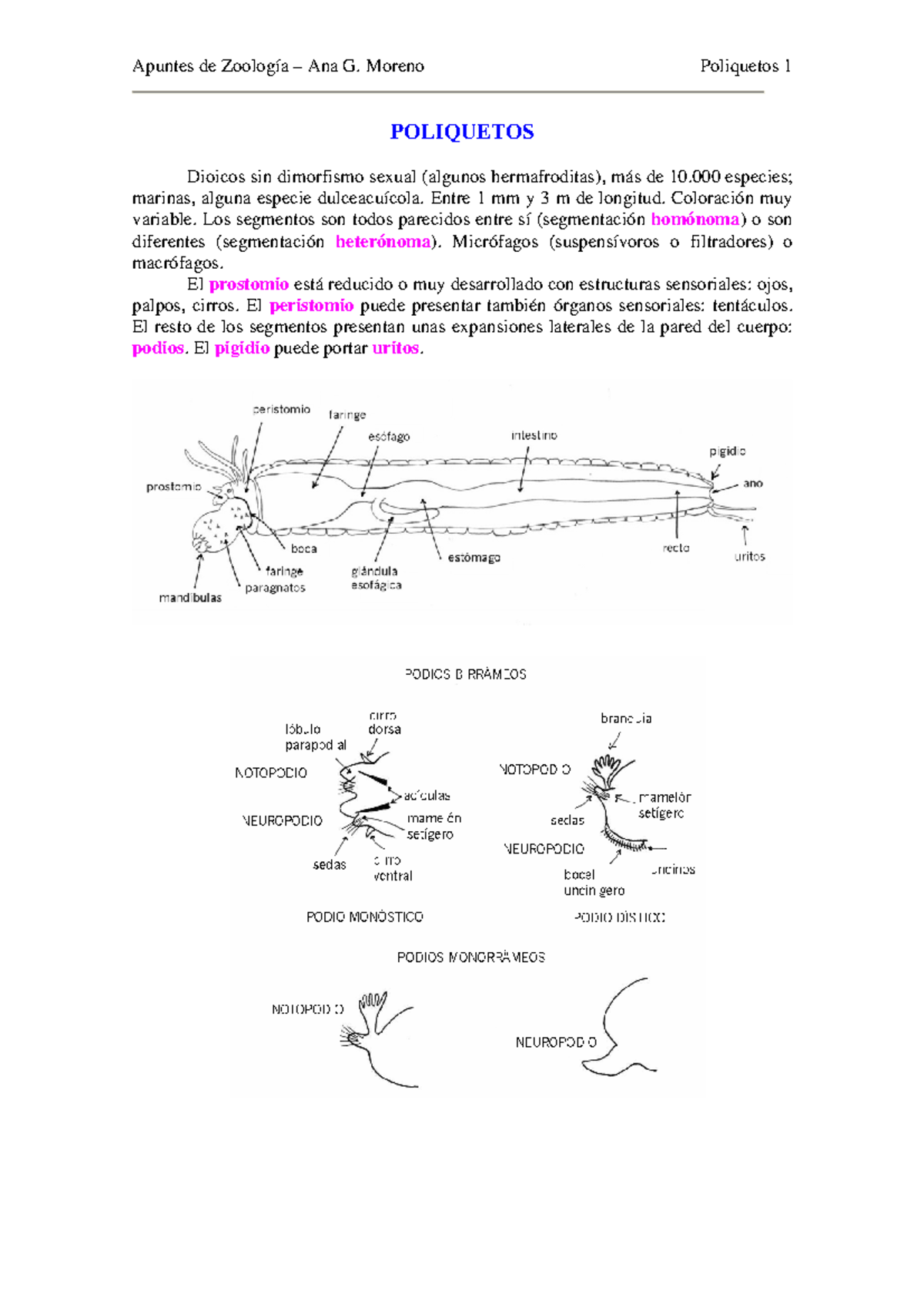 Poliquetos resumen - Apuntes de Zoología – Ana G. Moreno Poliquetos 1 ...