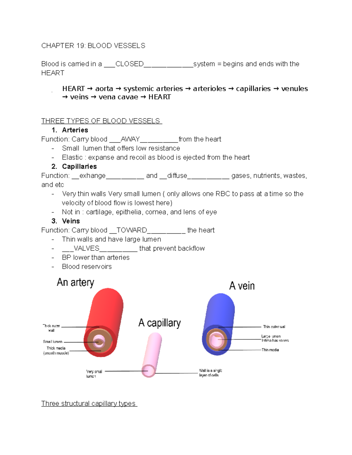 Blood Vessels study guide - CHAPTER 19: BLOOD VESSELS Blood is carried ...